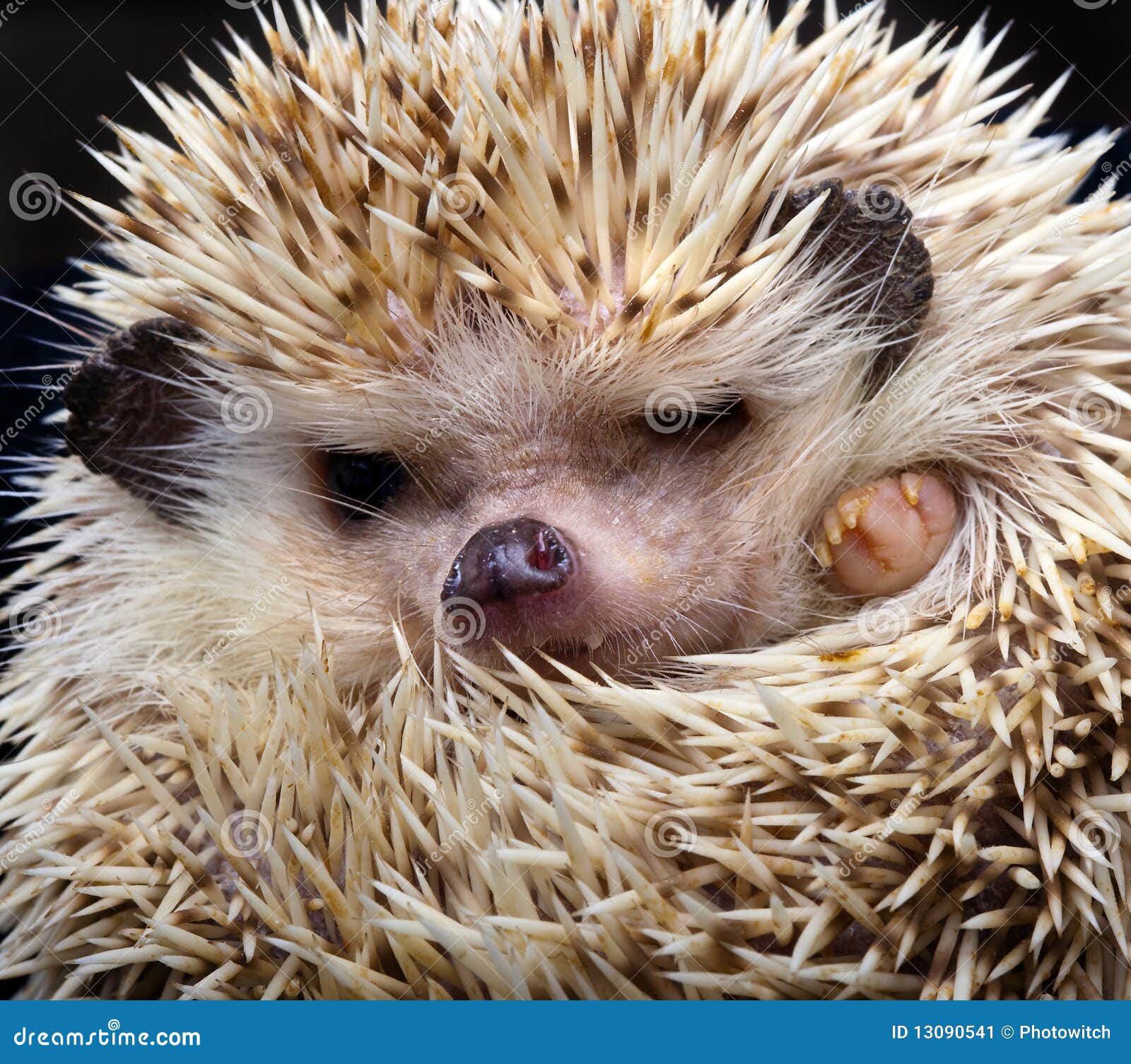 Hedgehog do pigmeu imagem de stock. Imagem de cheiramento - 13090541