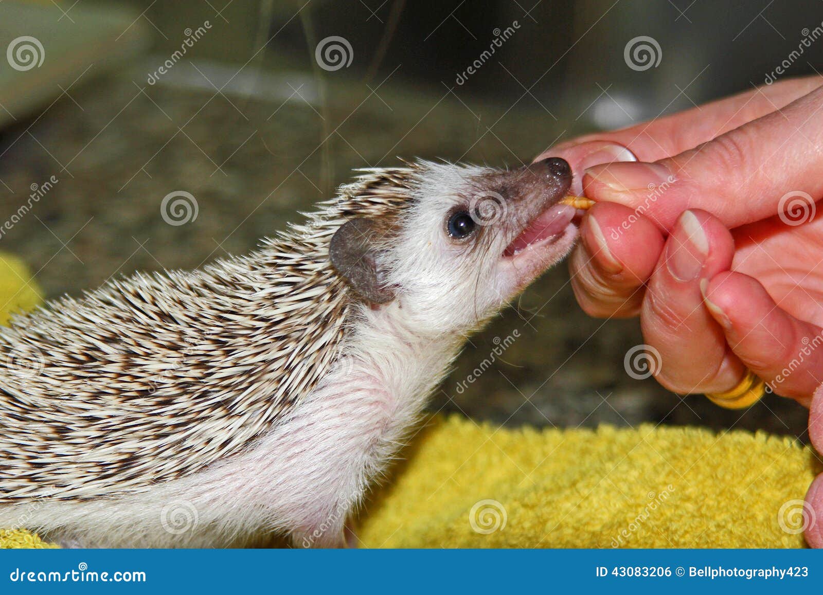 Baby hedgehog eating stock photo. Image of young, cute - 43083206