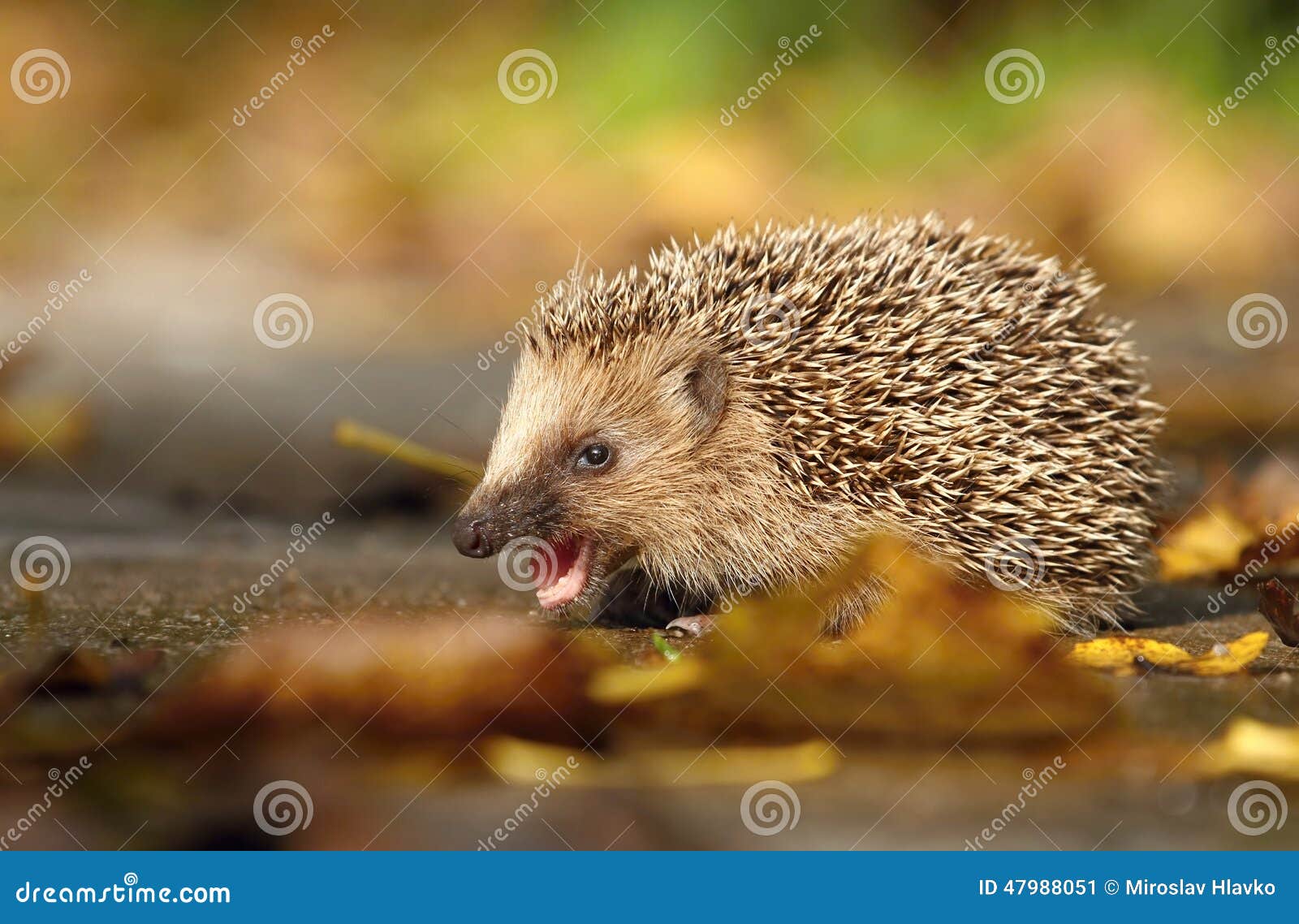 Hedgehog eating stock image. Image of natural, animal - 47988051