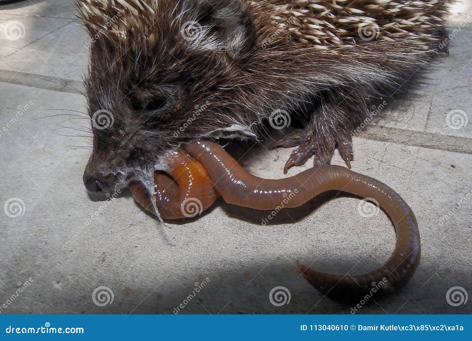 A hedgehog eating a worm stock photo. Image of spikey - 113040610