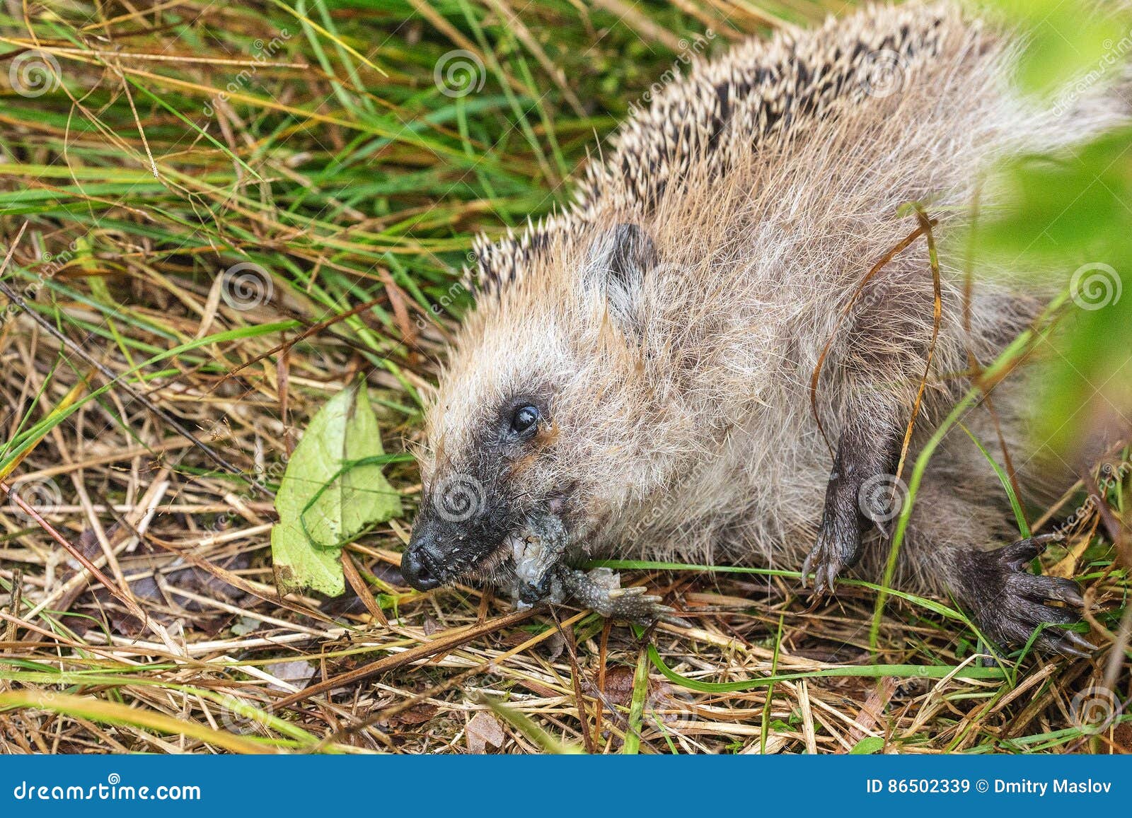 Hedgehog eats frog stock image. Image of carnivore, food - 86502339