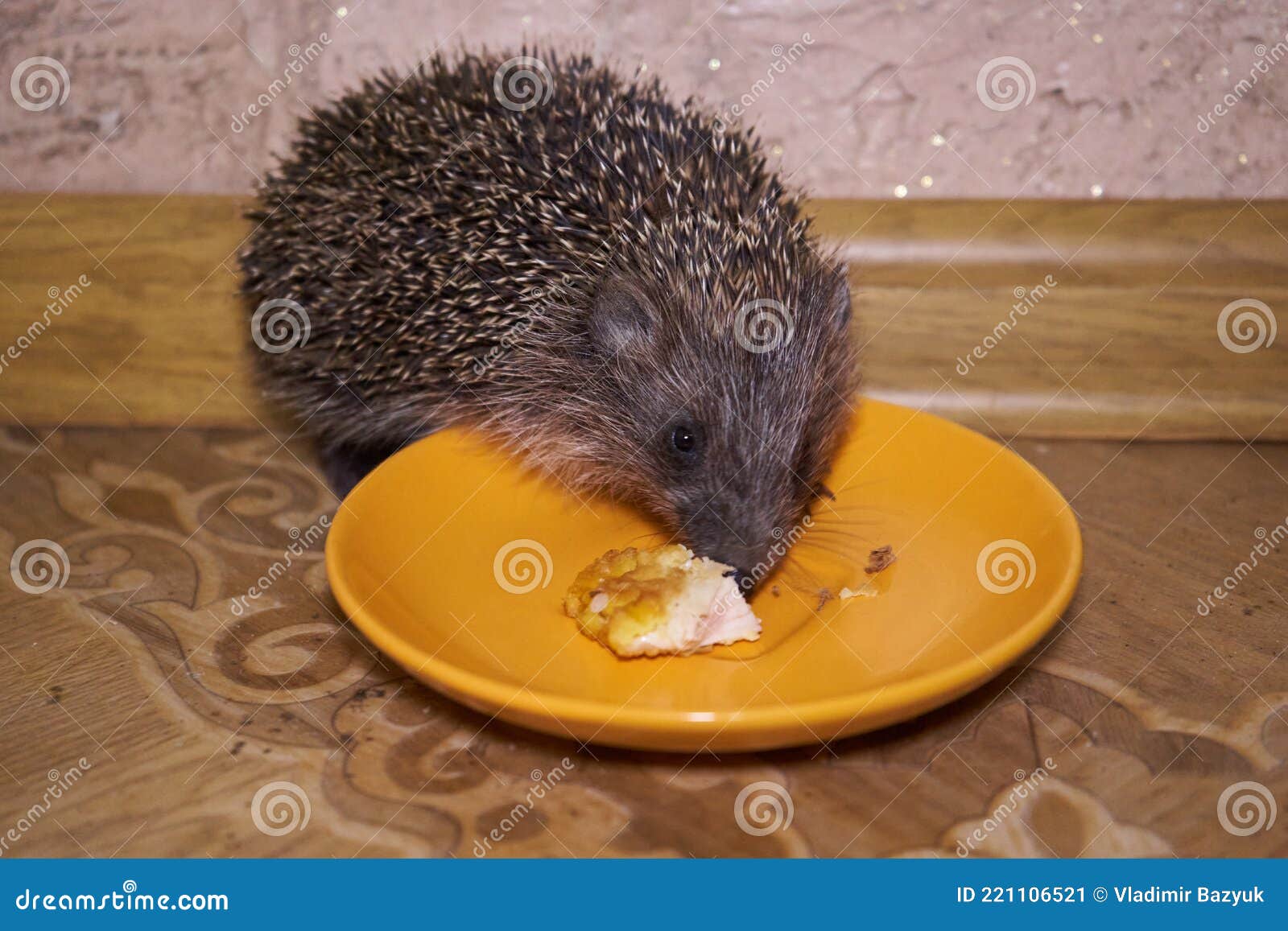 Hedgehog Eats from a Plate,feed the Hedgehog Roast Meat in the Room ...
