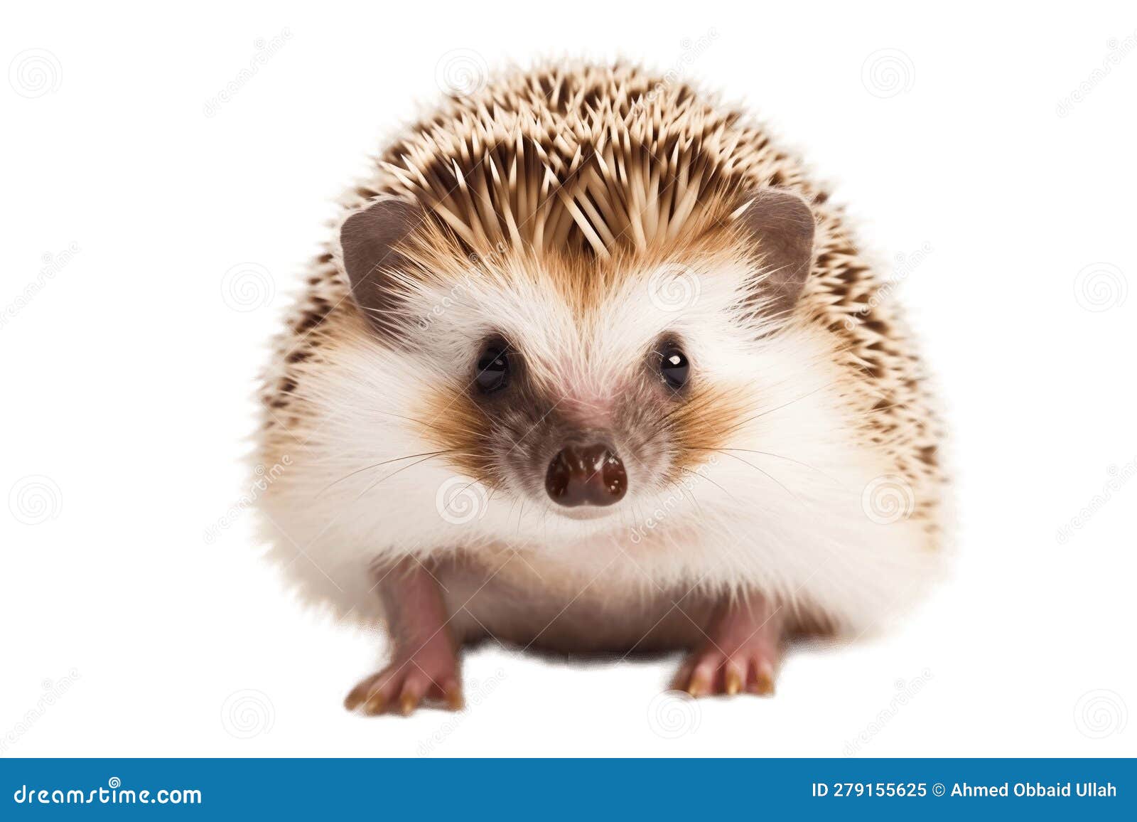 Hedgehog Face Shot Isolated on a Transparent Background, Generative Ai ...
