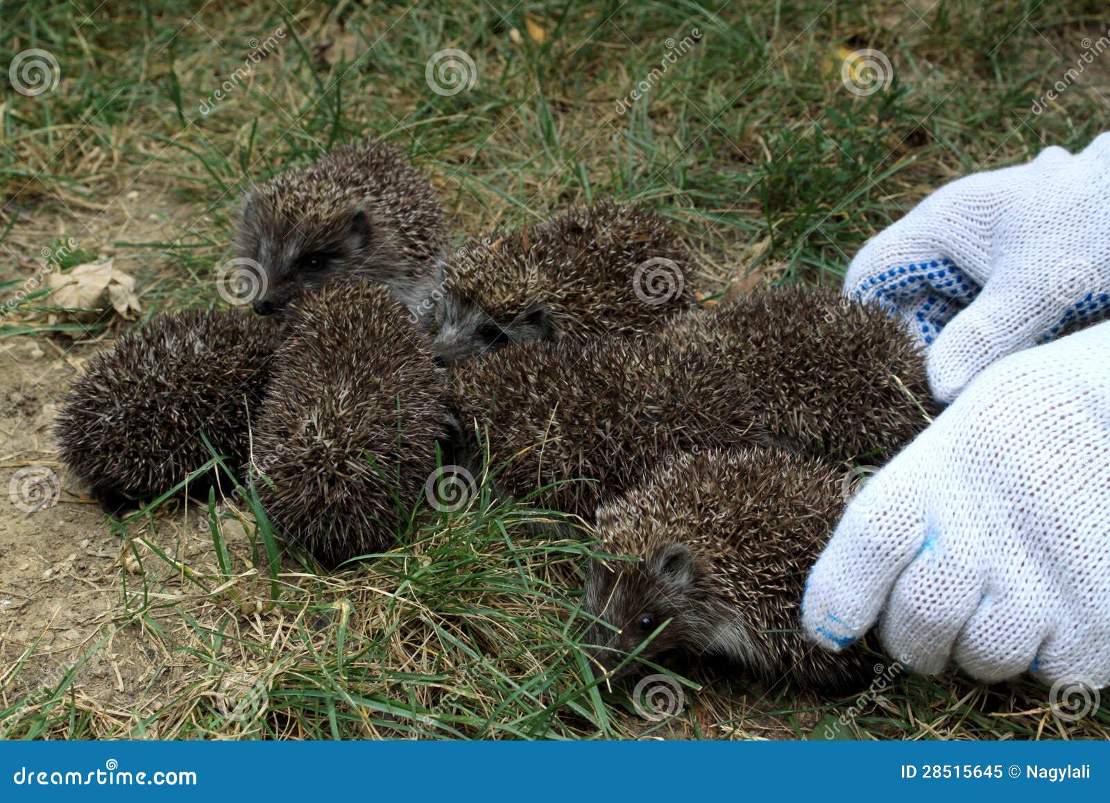 Hedgehog family stock image. Image of brown, hedgehog - 28515645