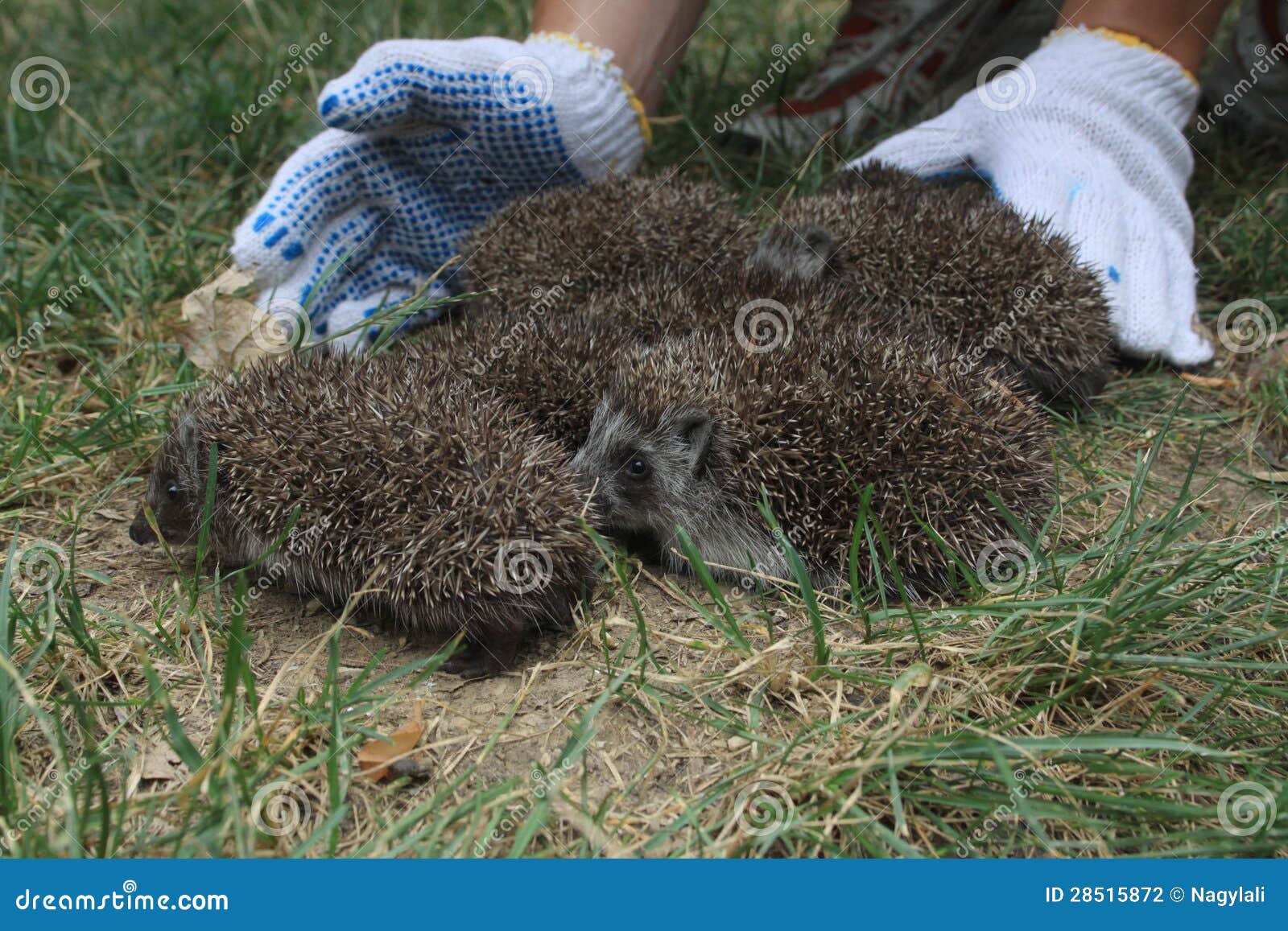 Hedgehog family stock photo. Image of natural, veterinary - 28515872