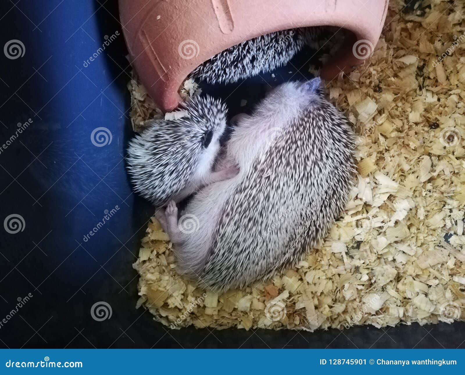 Hedgehog family stock image. Image of father, hedgehog - 128745901