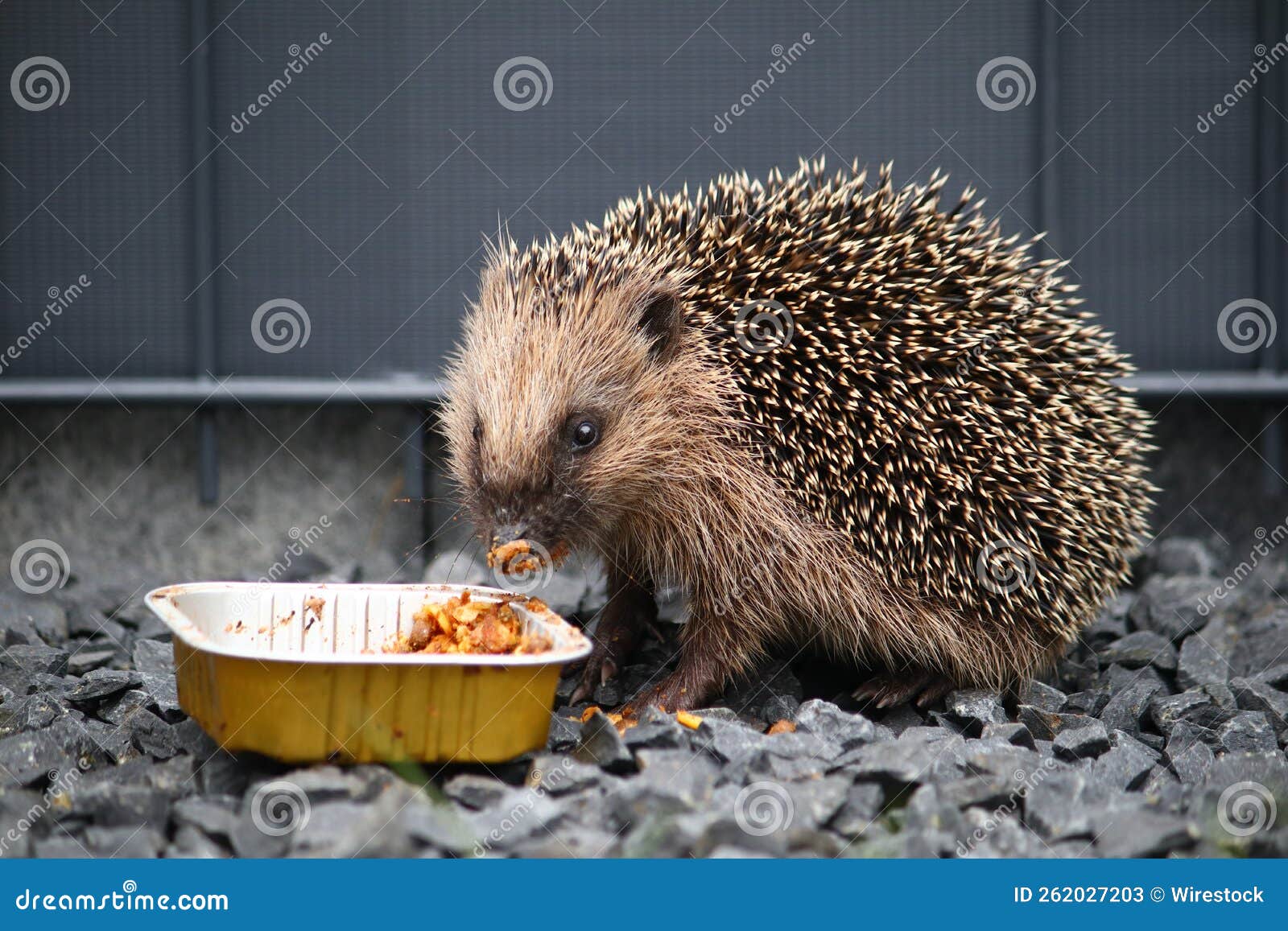 Hedgehog Feeding from a Container Inside a Rocky Cage Stock Image ...