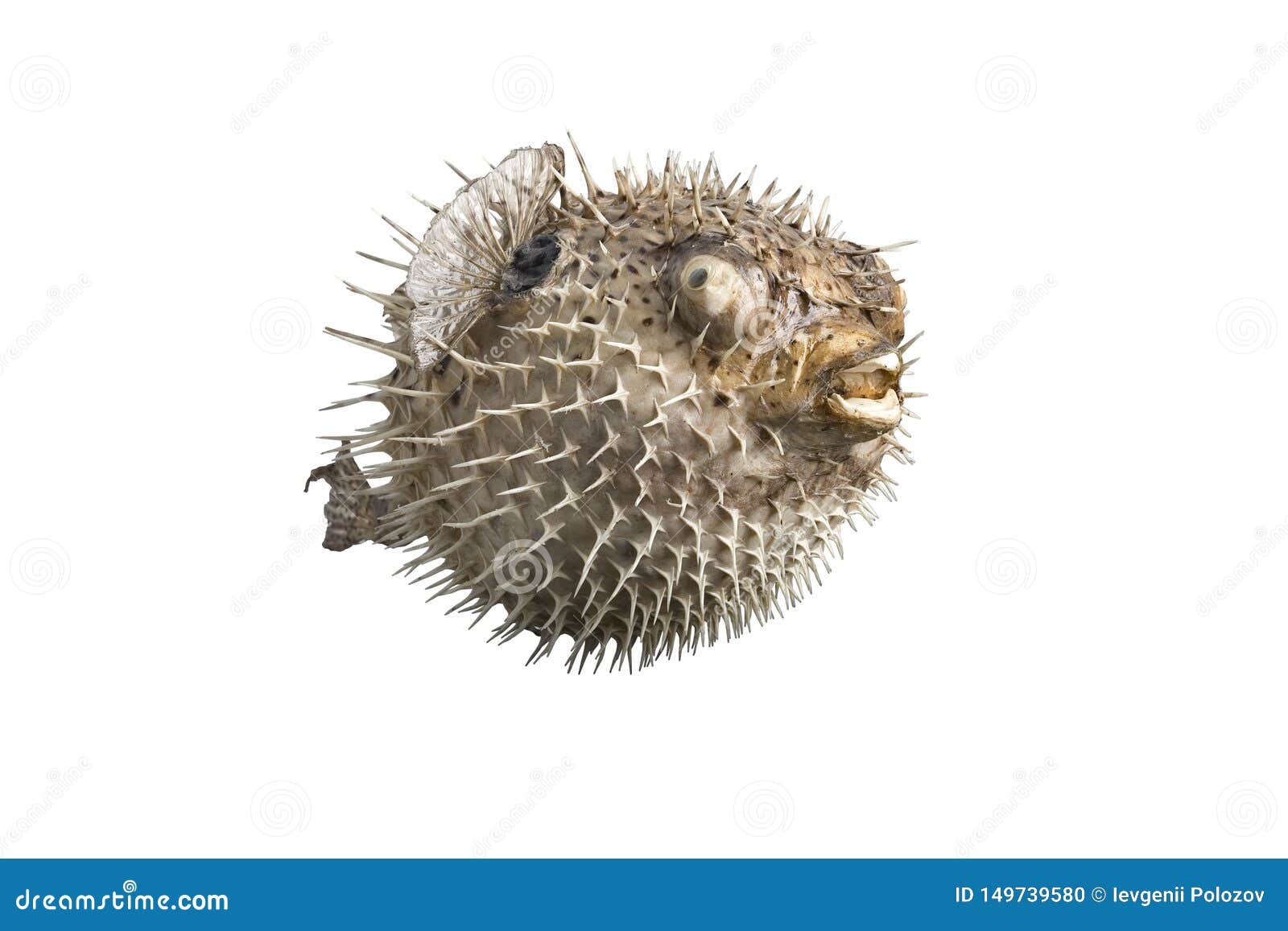 Hedgehog Fish