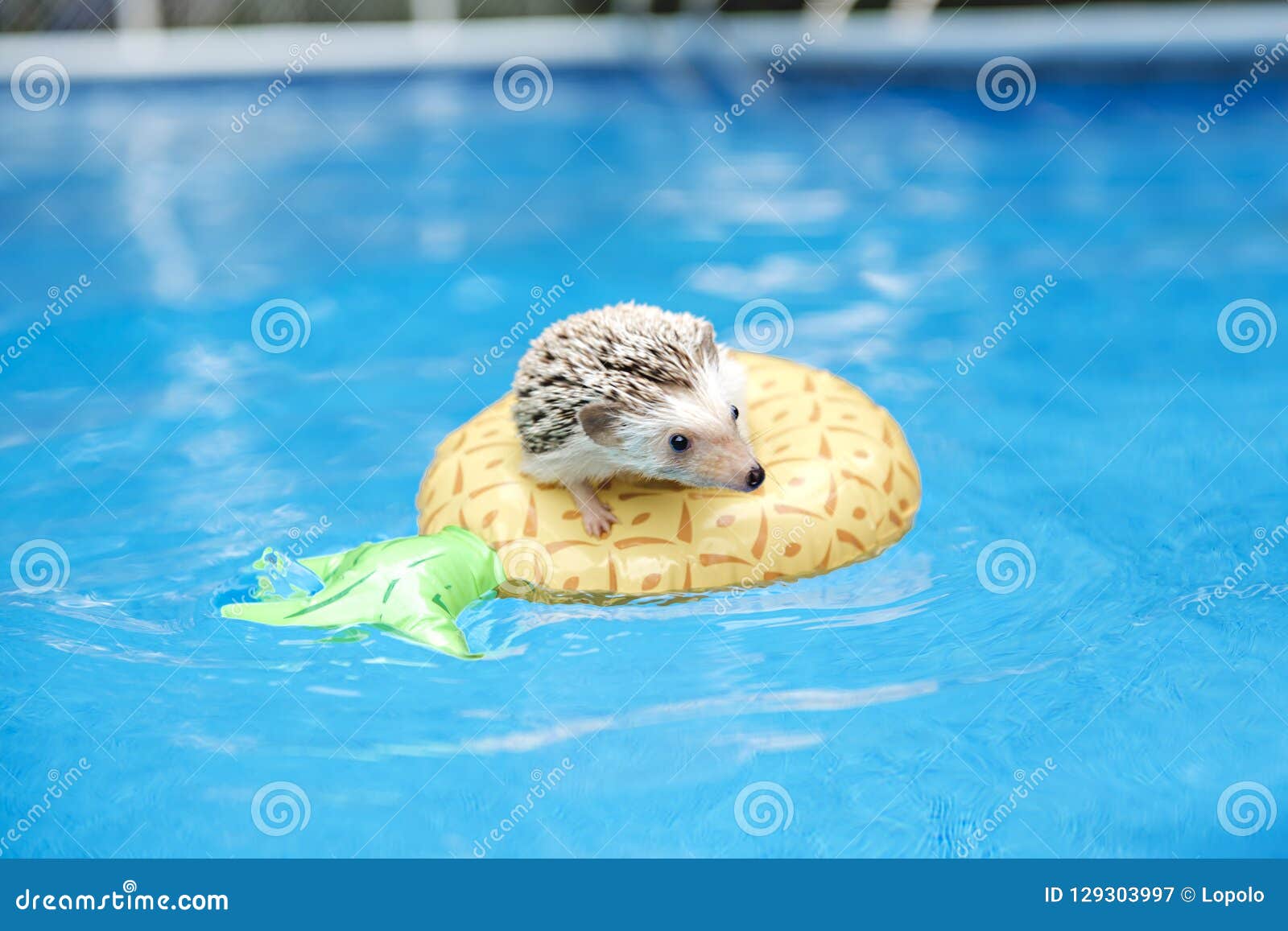 Hedgehog on Floting Life Buoy Stock Image - Image of colorful, holiday ...