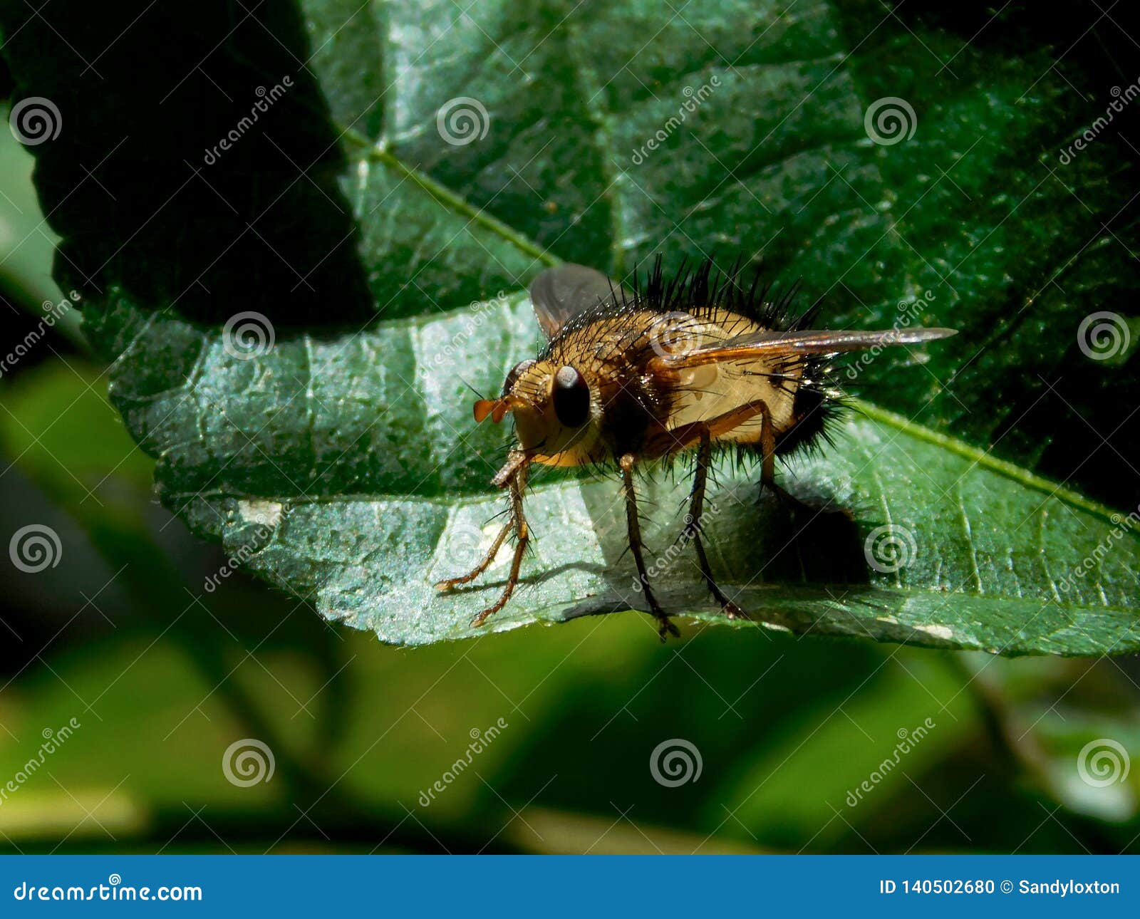 Hedgehog fly stock photo. Image of leaf, summer, bombylans - 140502680