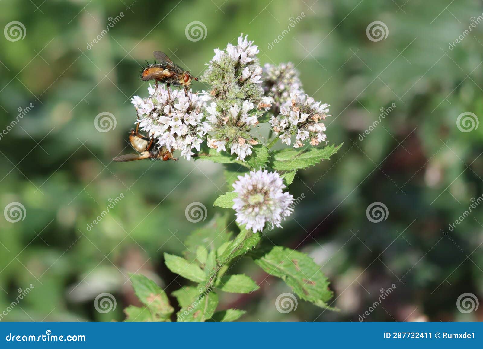 Hedgehog fly on Horse mint stock image. Image of tachina - 287732411