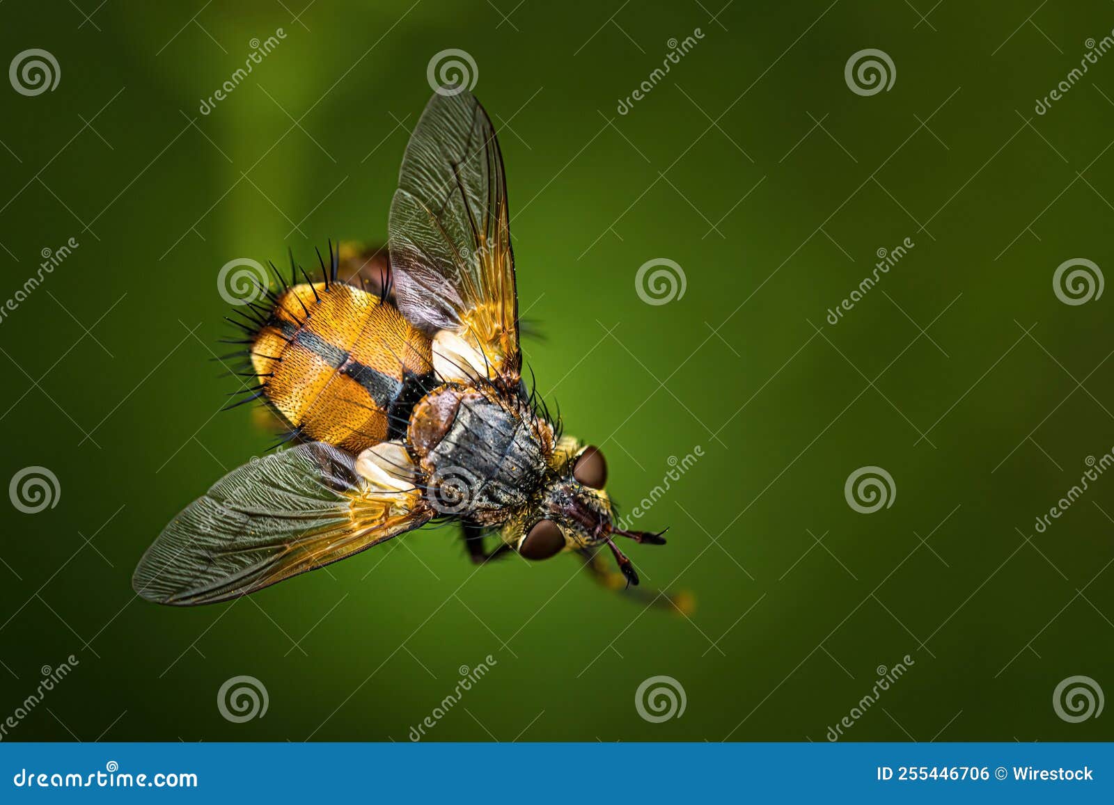 Hedgehog Fly Perching on a Twig with Bokeh Background Stock Photo ...