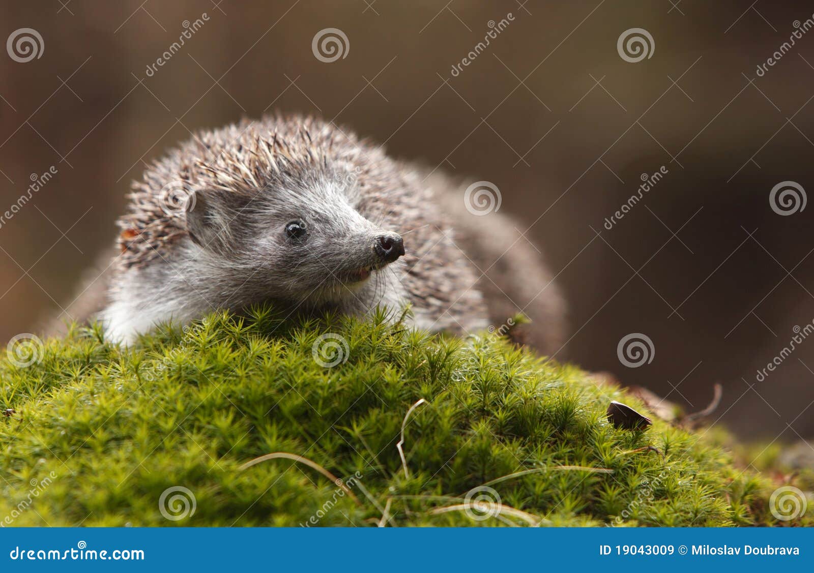 Hedgehog in the forest stock image. Image of forest, view - 19043009