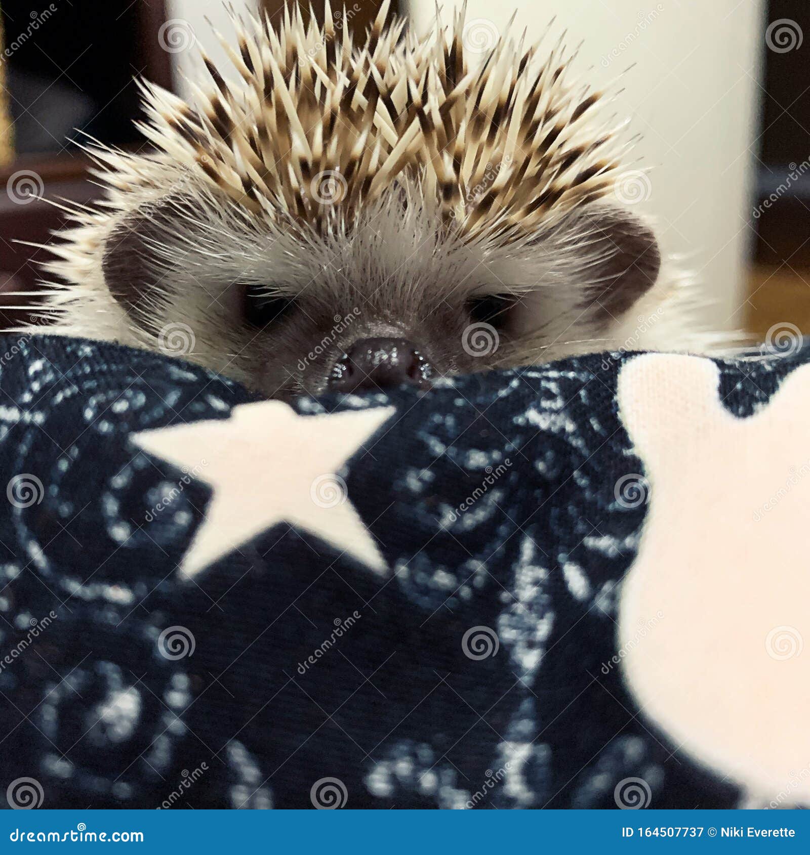 Hedgehog stock image. Image of exotic, hedgehogs, face - 164507737