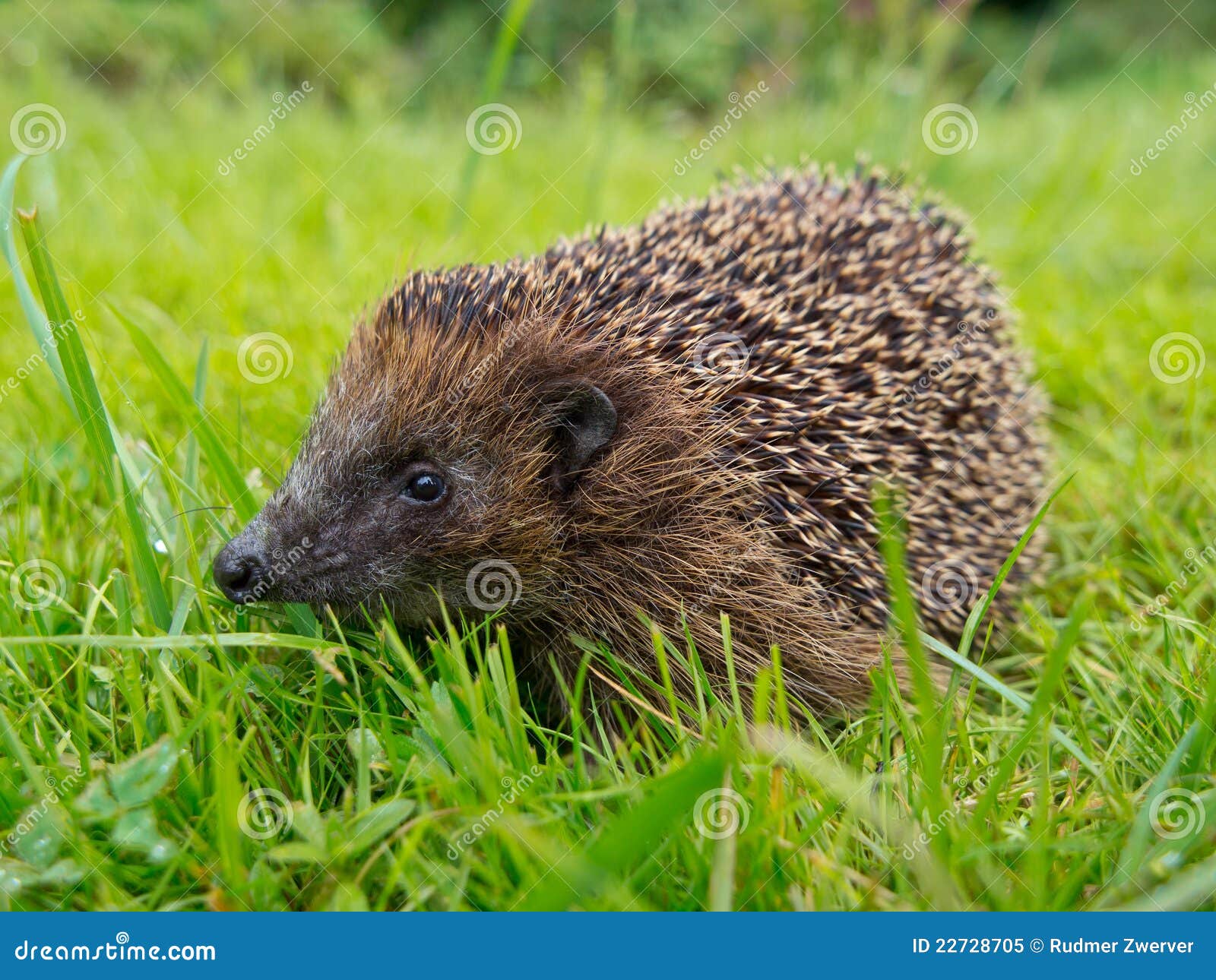 Hedgehog in a garden stock image. Image of prickly, coarse - 22728705
