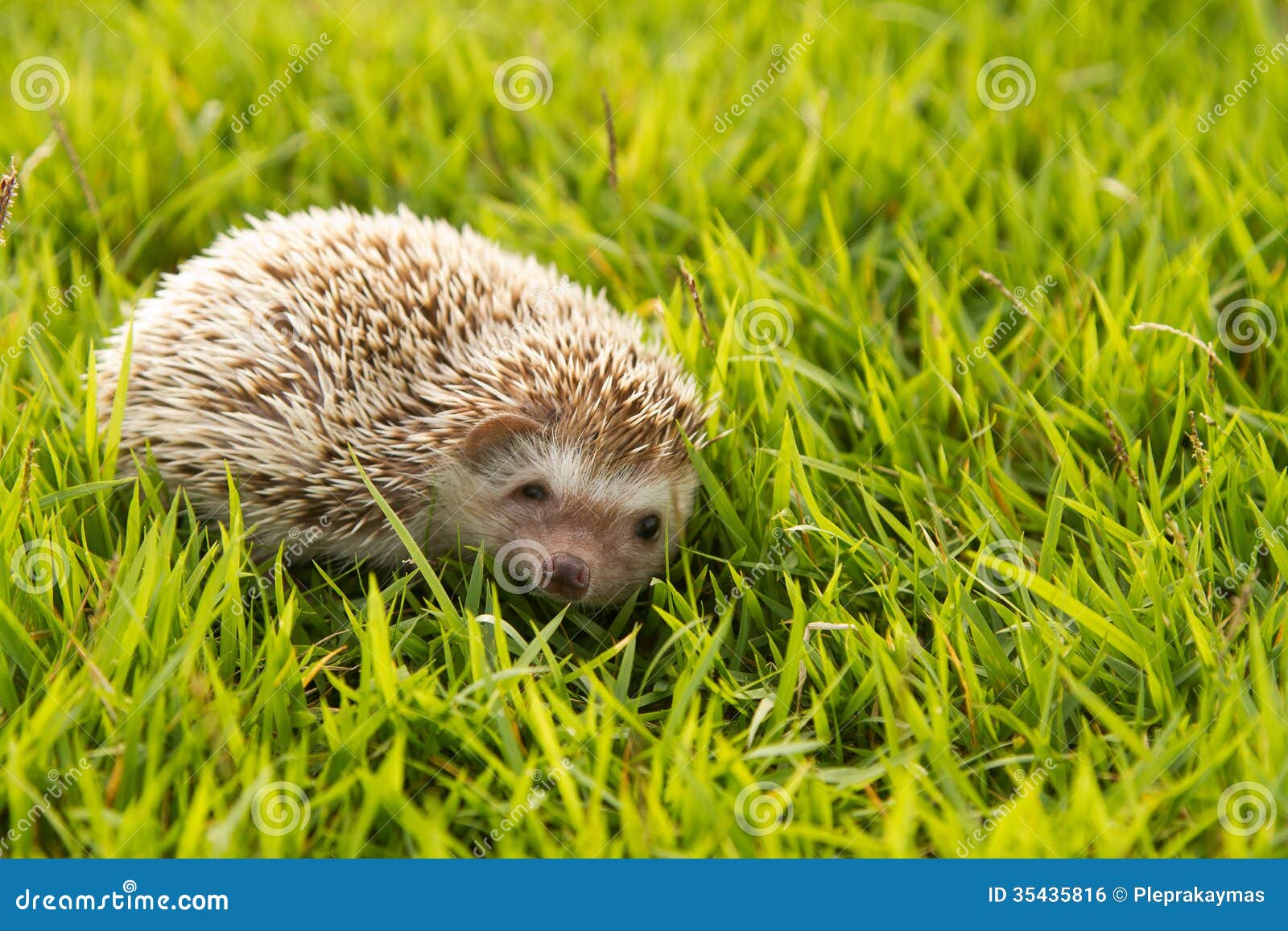 Hedgehog in the garden stock photo. Image of adorable - 35435816