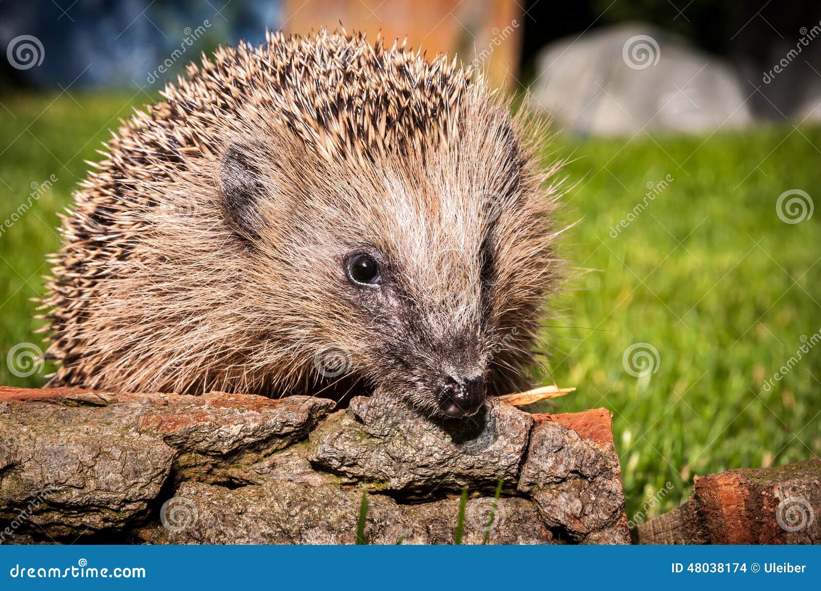 Hedgehog stock photo. Image of bristle, nature, mammal - 48038174