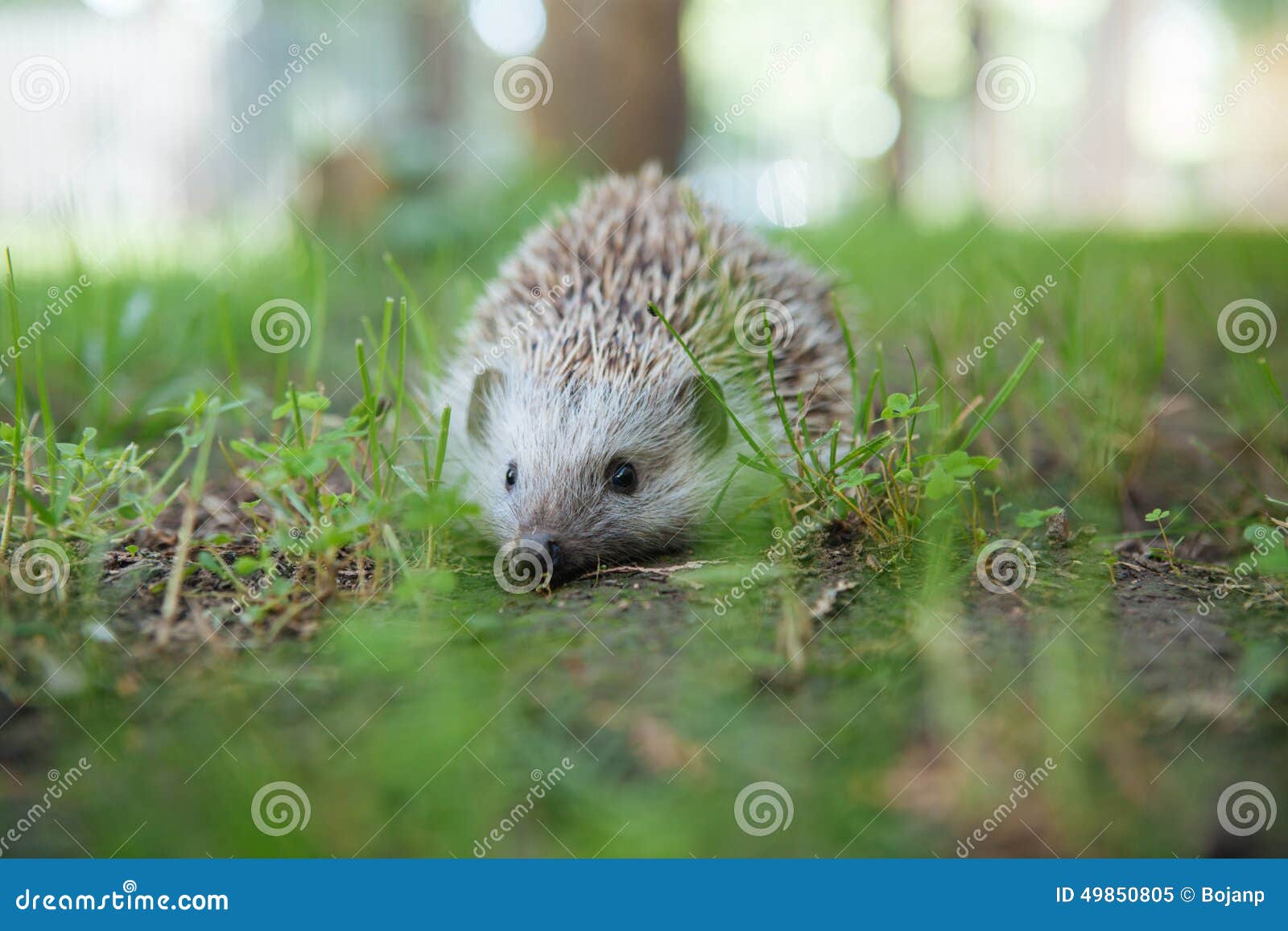 Hedgehog stock image. Image of nature, pets, front, spring - 49850805