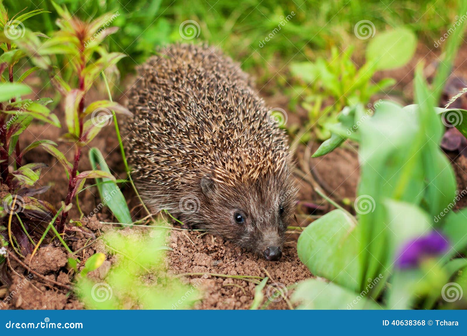 Hedgehog stock photo. Image of needle, garden, outdoors - 40638368