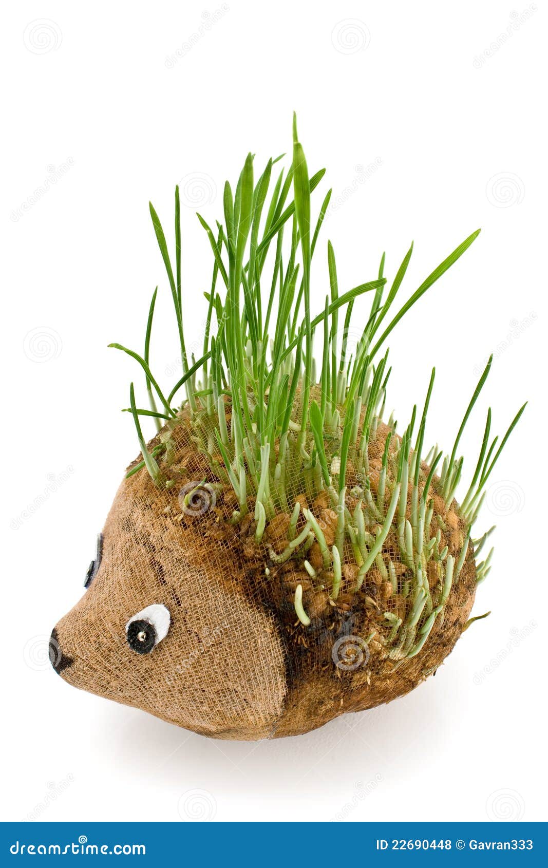 Hedgehog with Germinating Wheat Grass Stock Photo - Image of ecology ...