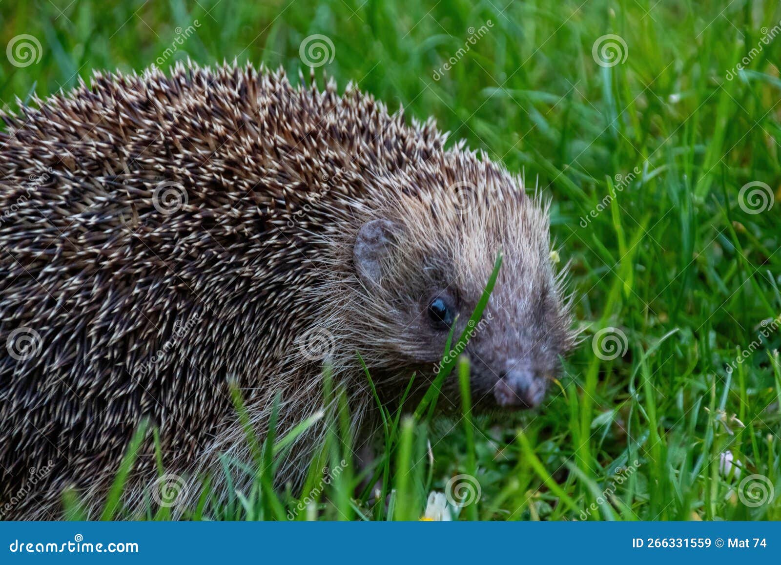 Hedgehog in the grass stock image. Image of sharp, spine - 266331559