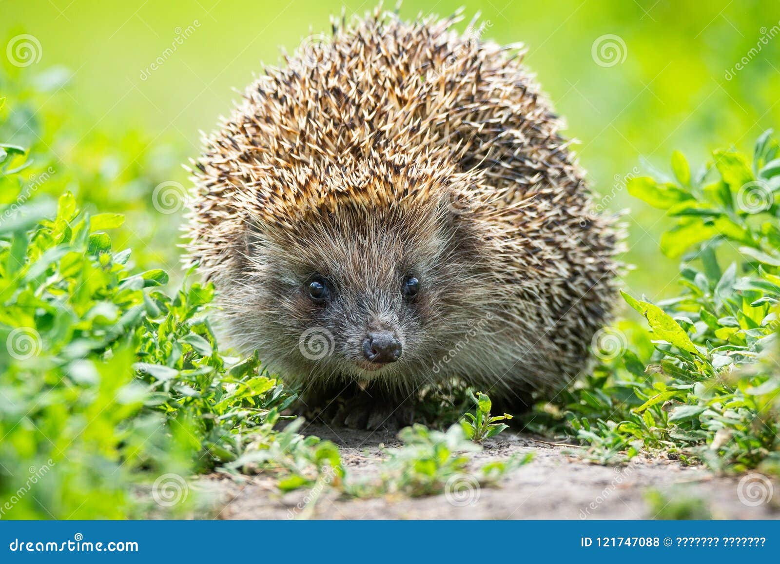 4,080 Prickly Hedgehog Grass Stock Photos - Free & Royalty-Free Stock ...