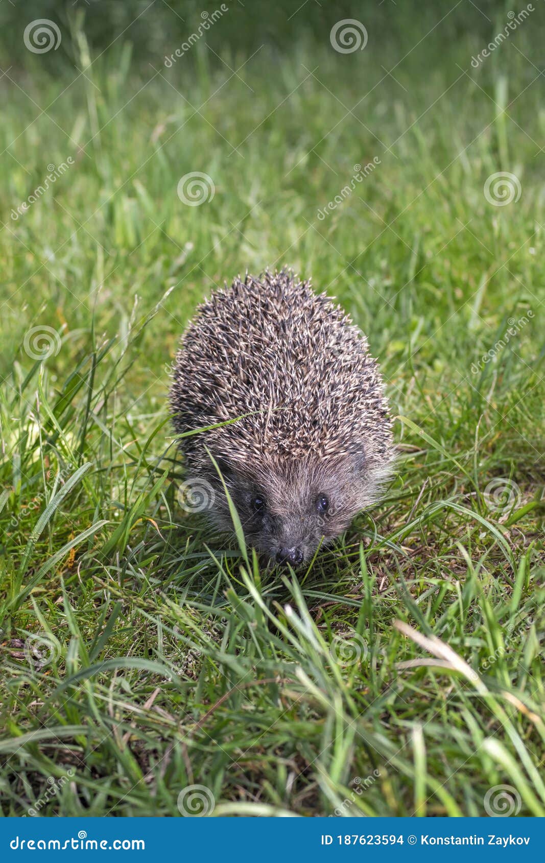 Hedgehog on the Green Grass, Front View Stock Photo - Image of small ...