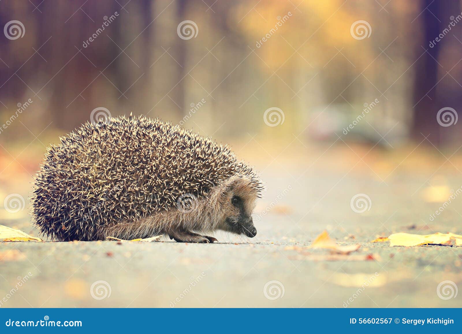 Hedgehog stock image. Image of closeup, portrait, grey - 56602567