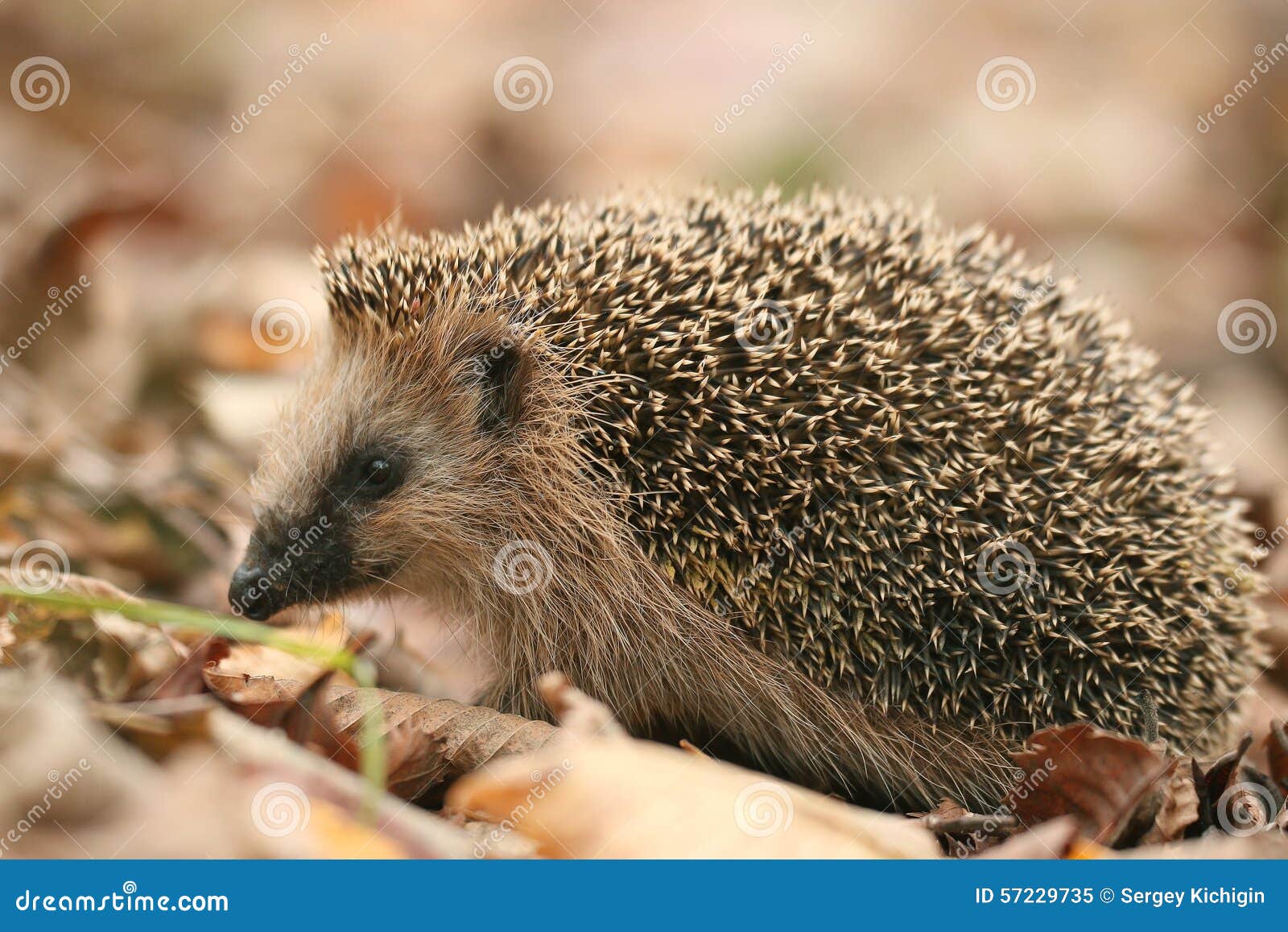 Hedgehog stock image. Image of hedgehog, park, nature - 57229735