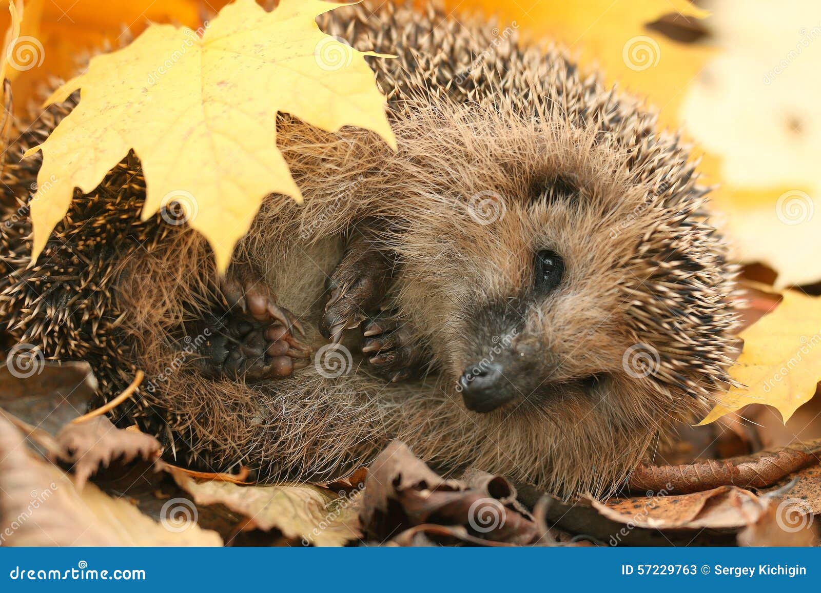 Hedgehog stock image. Image of mammal, garden, green - 57229763