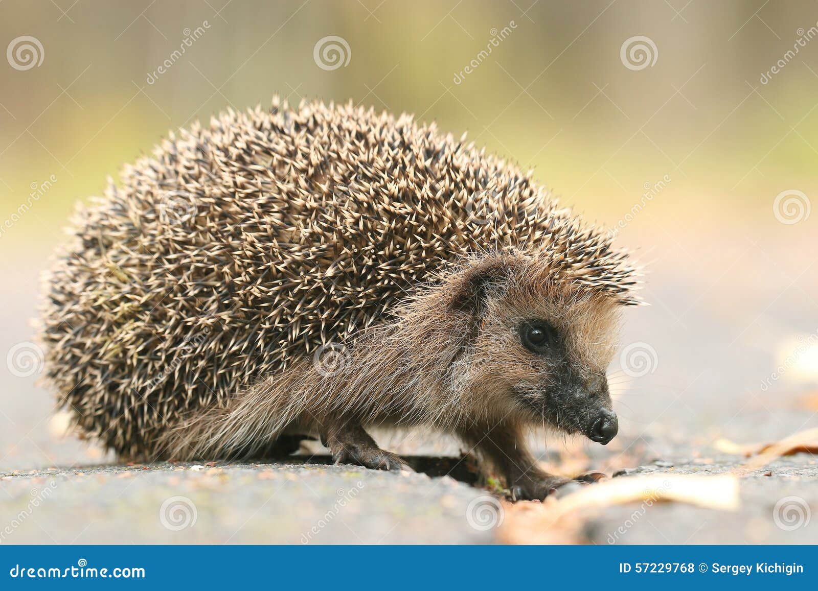 Hedgehog stock photo. Image of green, garden, closeup - 57229768