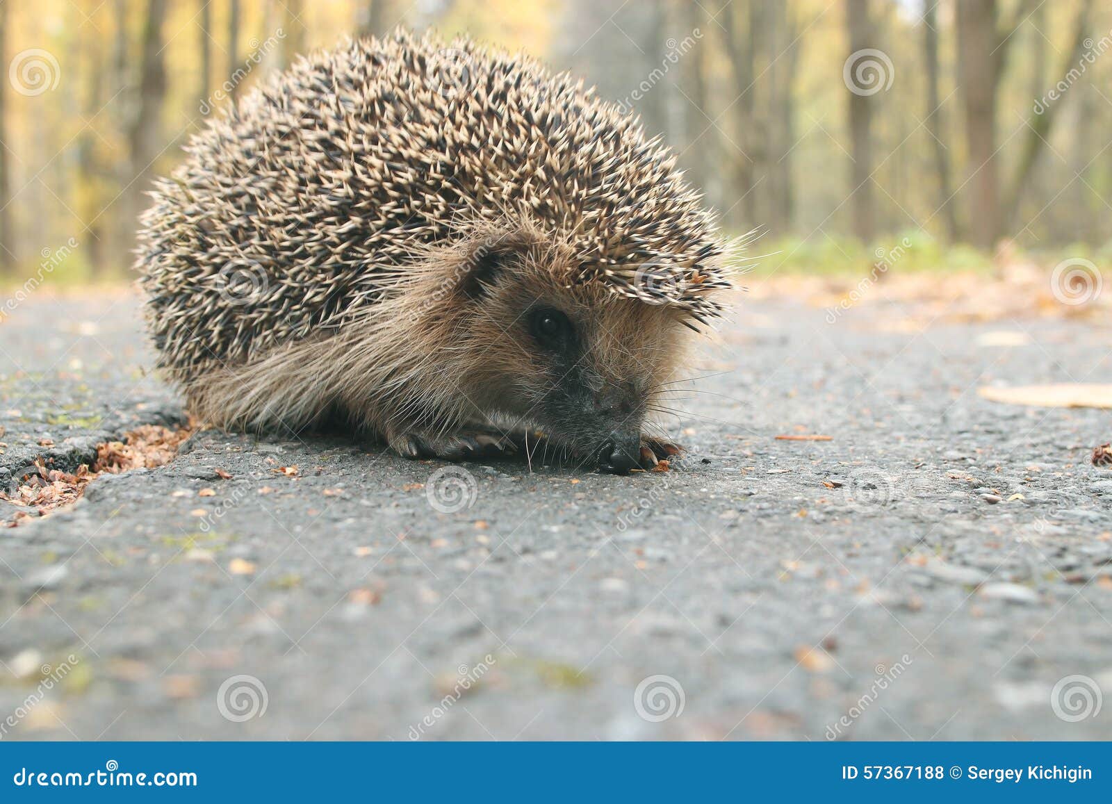 Hedgehog stock photo. Image of adorable, leaf, prickly - 57367188