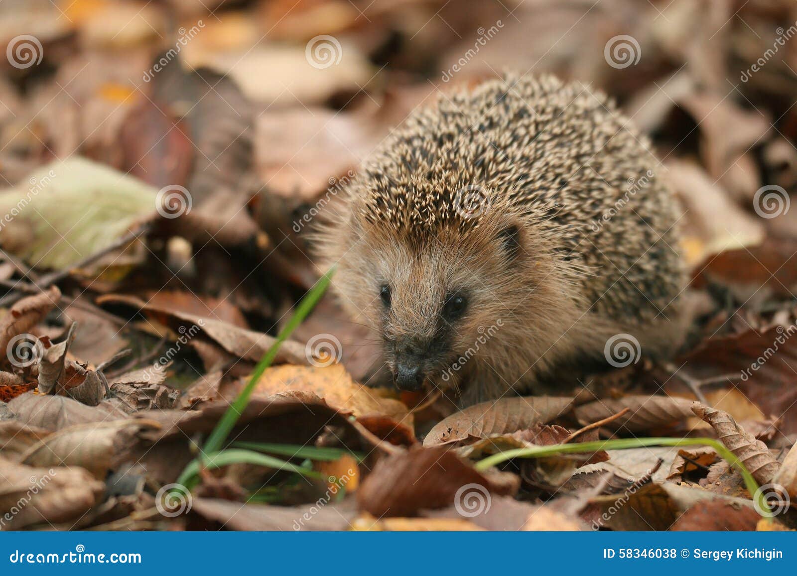 Hedgehog stock photo. Image of adorable, grass, animal - 58346038