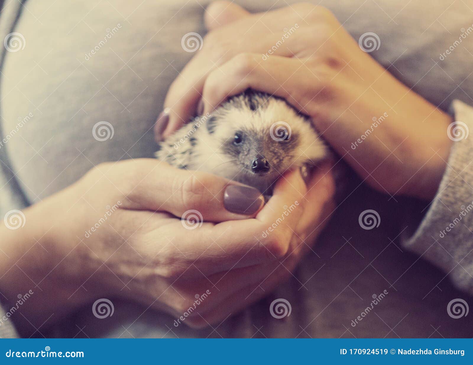 Hedgehog in hand close-up stock image. Image of face - 170924519