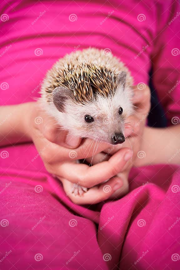 Hedgehog in hand stock image. Image of fauna, mammal - 53116825
