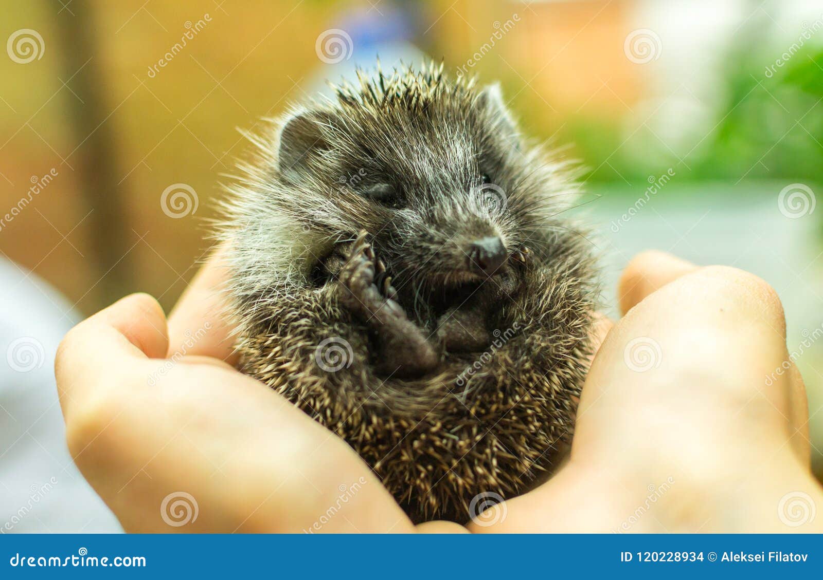 Hedgehog on hand stock photo. Image of paws, small, hand - 120228934
