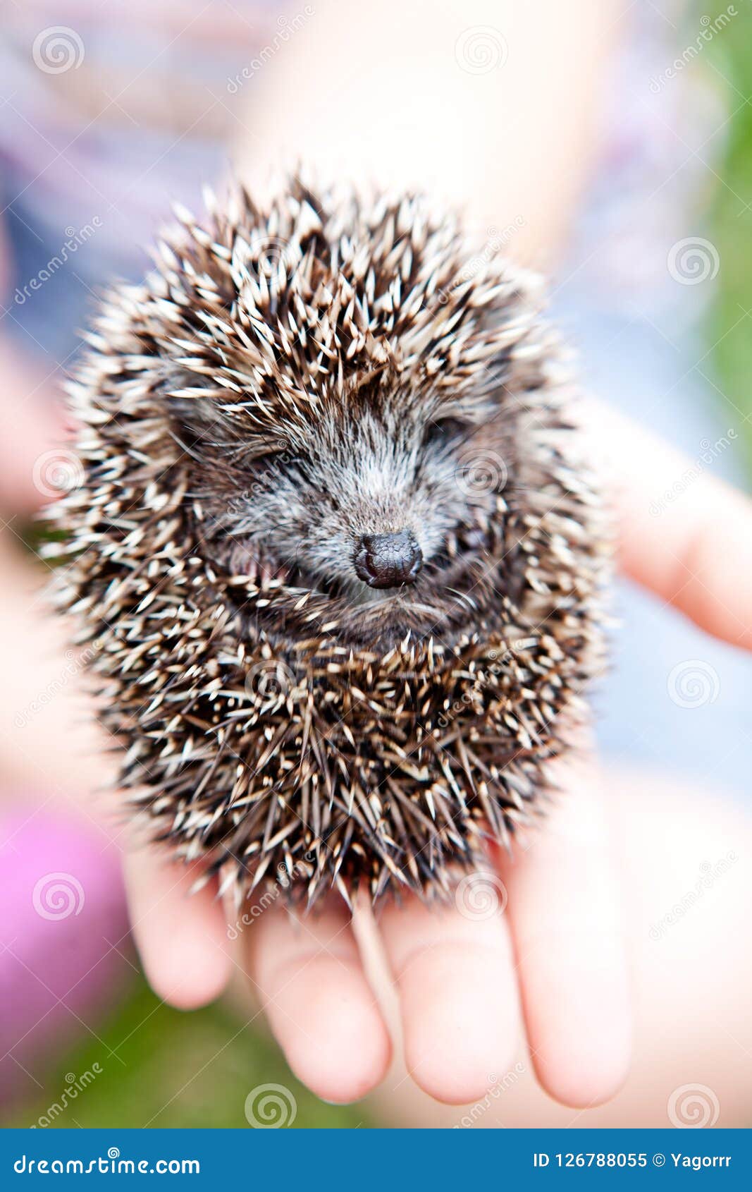 Hedgehog in the Hands of a Child Stock Image - Image of curl, outdoors ...
