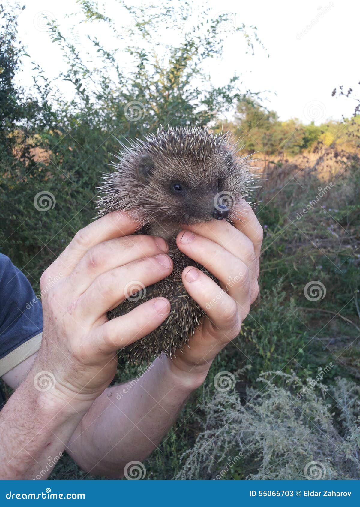 Hedgehog in the hands of stock image. Image of needles - 55066703