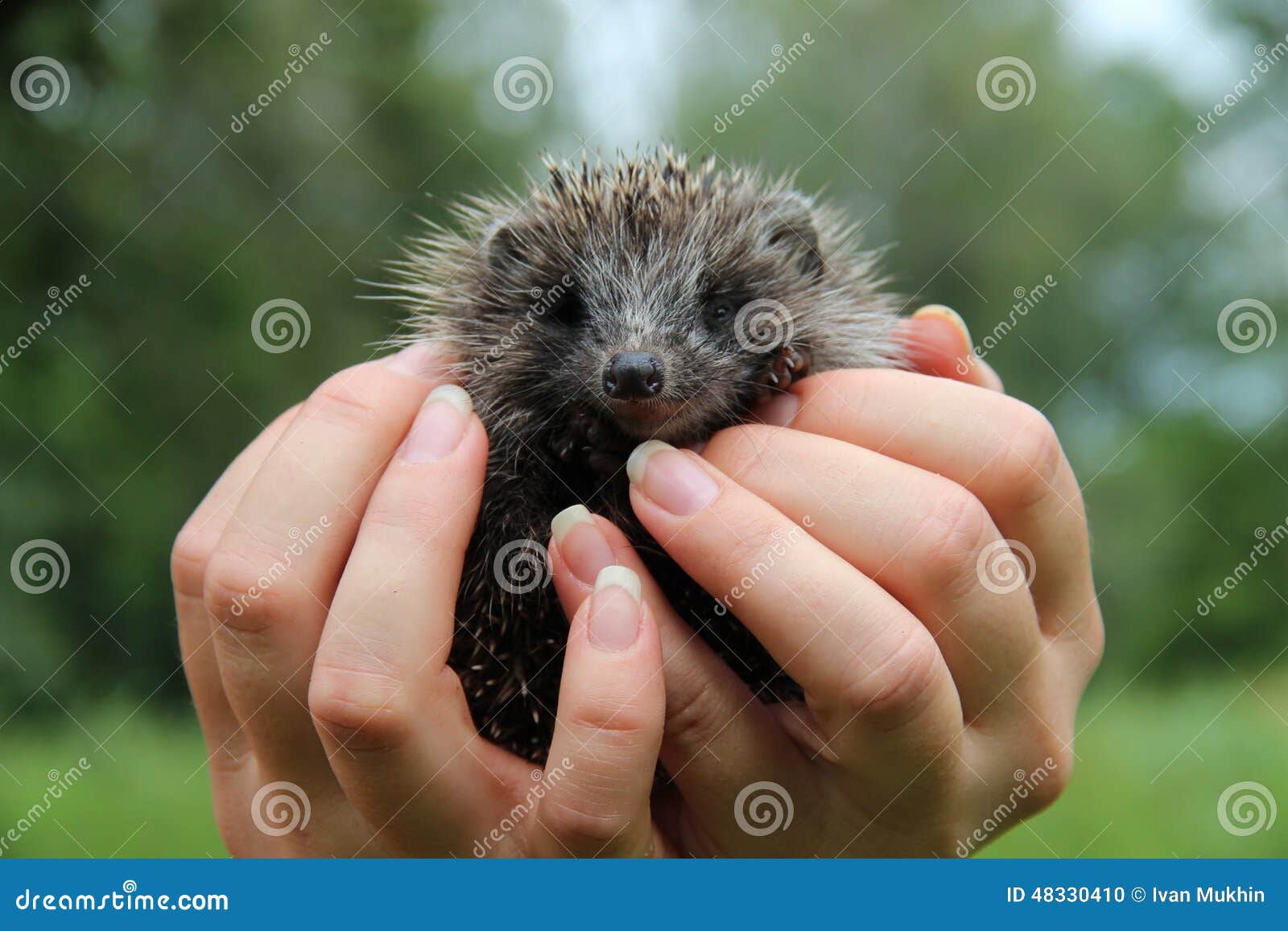 Hedgehog hands stock photo. Image of hands, mini, animal - 48330410