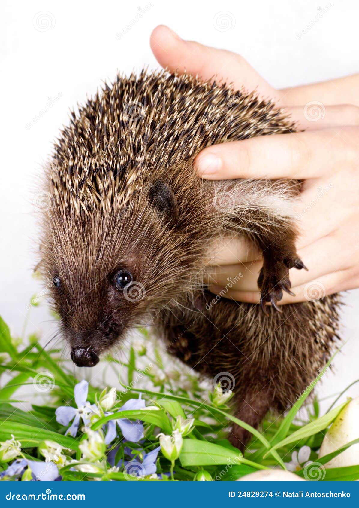 Hedgehog, in Hands of the Person Stock Photo - Image of shot, flowers ...