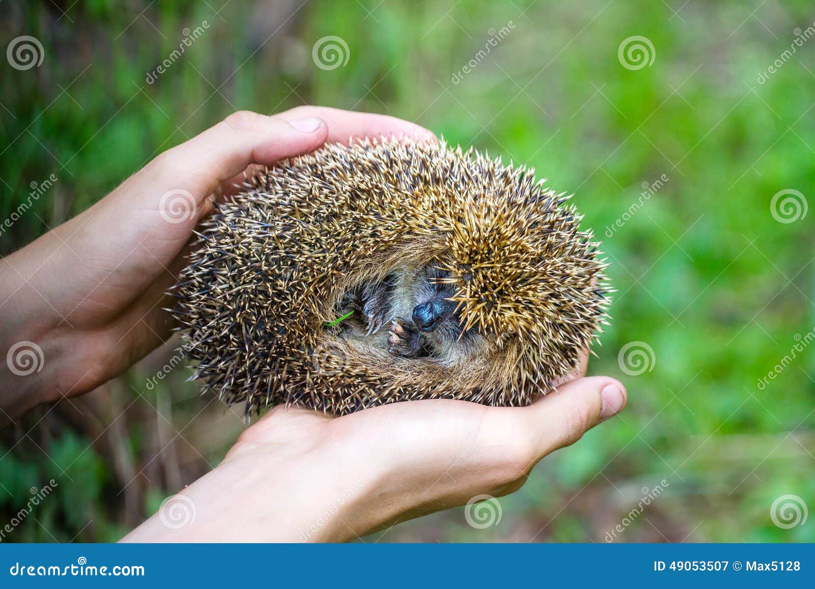 Hedgehog in Hands Trust Leaving Care Stock Image - Image of close, nice ...