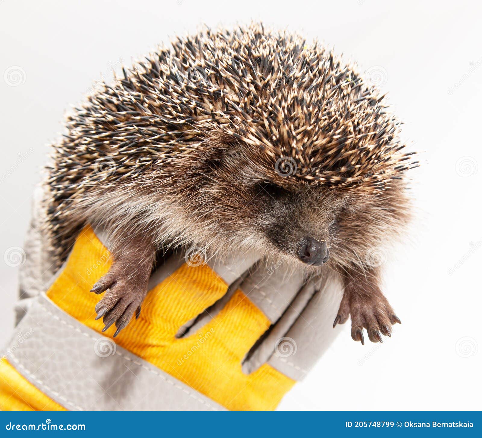 Hedgehog in Hands on a White Background Stock Image - Image of ...