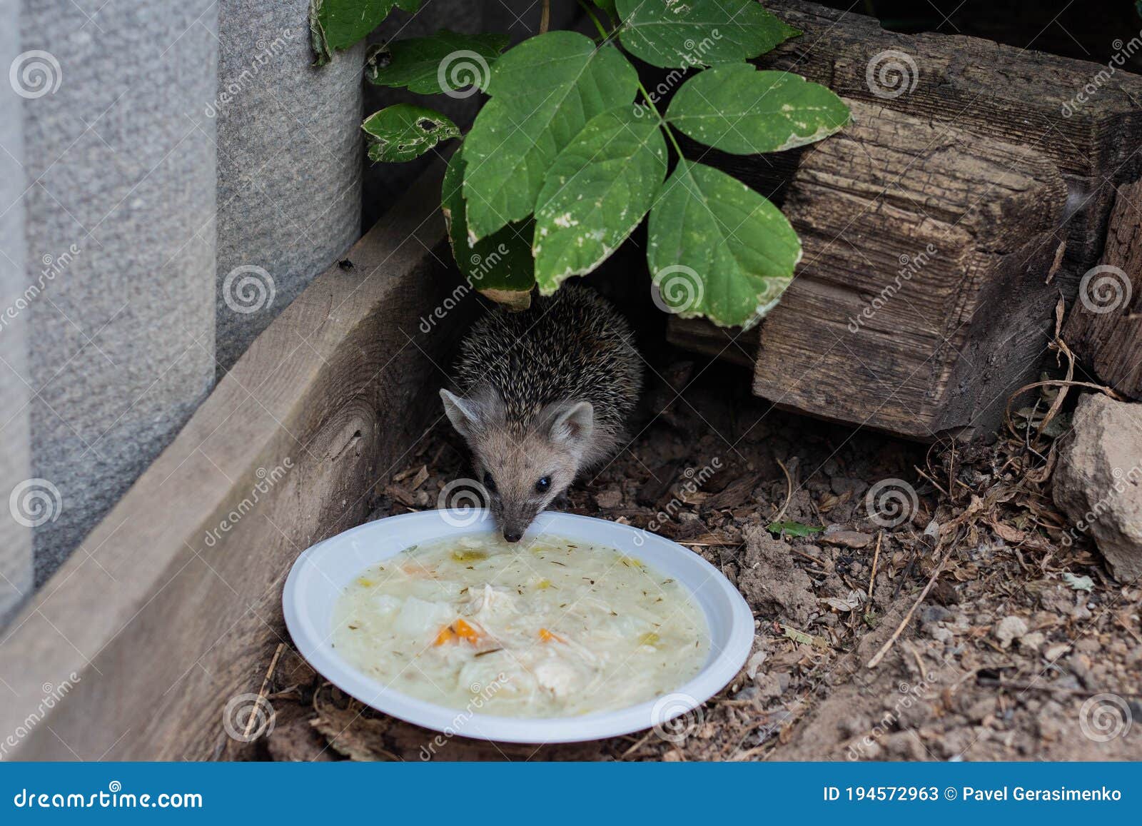A Hedgehog Has Come Out of Hiding and is Eating Soup Stock Image ...