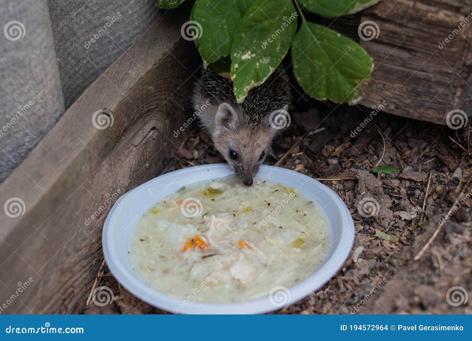 A Hedgehog Has Come Out of Hiding and is Eating Soup Stock Photo ...