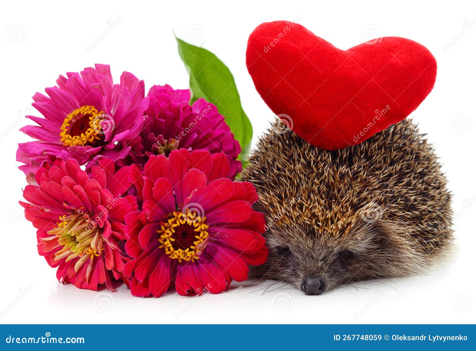 Hedgehog with Heart and Flowers Stock Image - Image of baby, isolated ...