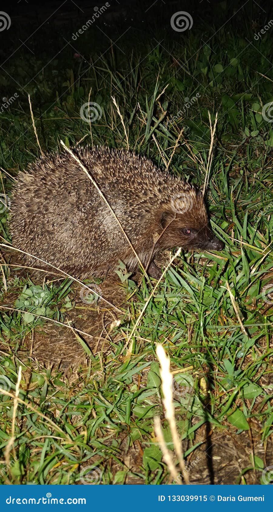 Hedgehog stock image. Image of nature, night, animal - 133039915