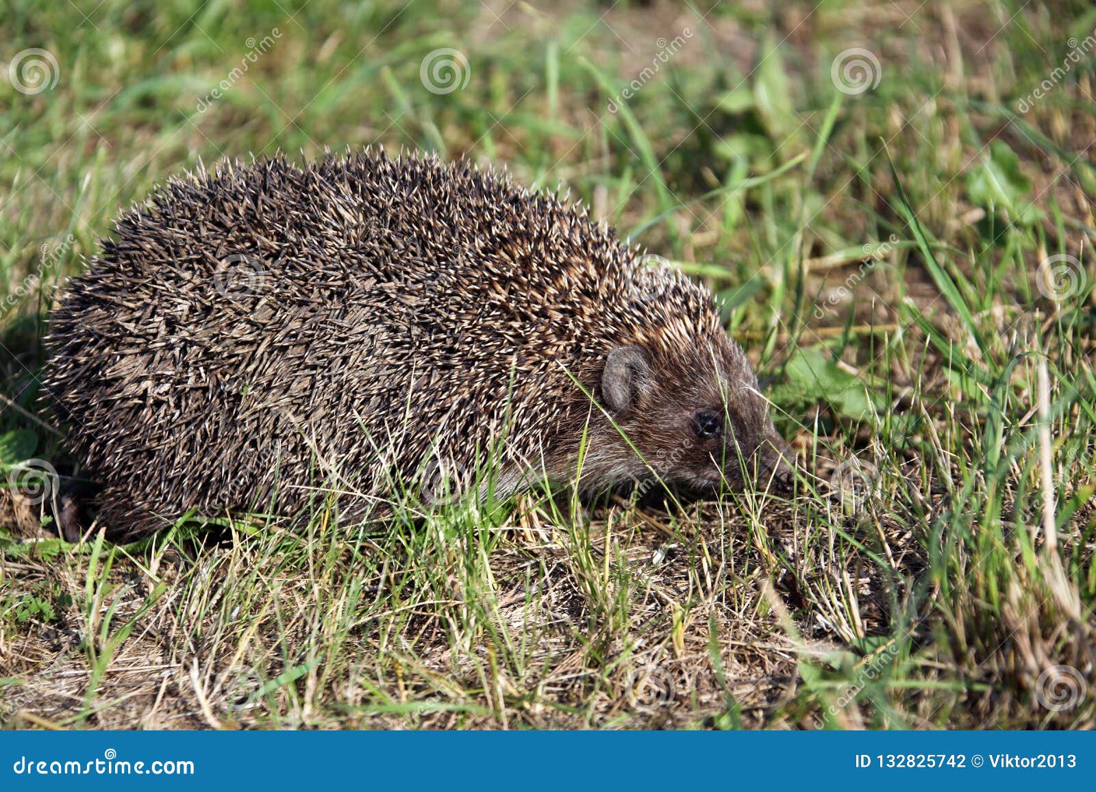 Hedgehog stock photo. Image of garden, wildlife, natural - 132825742