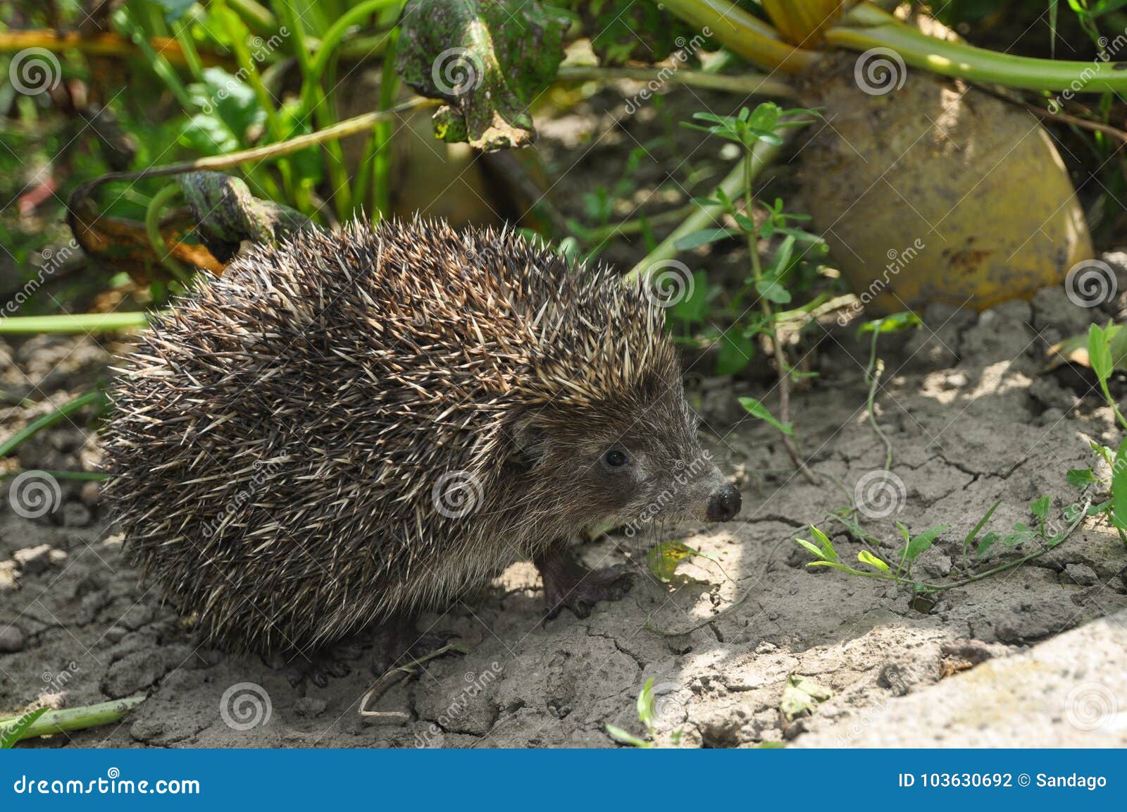 Hedgehog stock photo. Image of erinaceomorpha, spine - 103630692