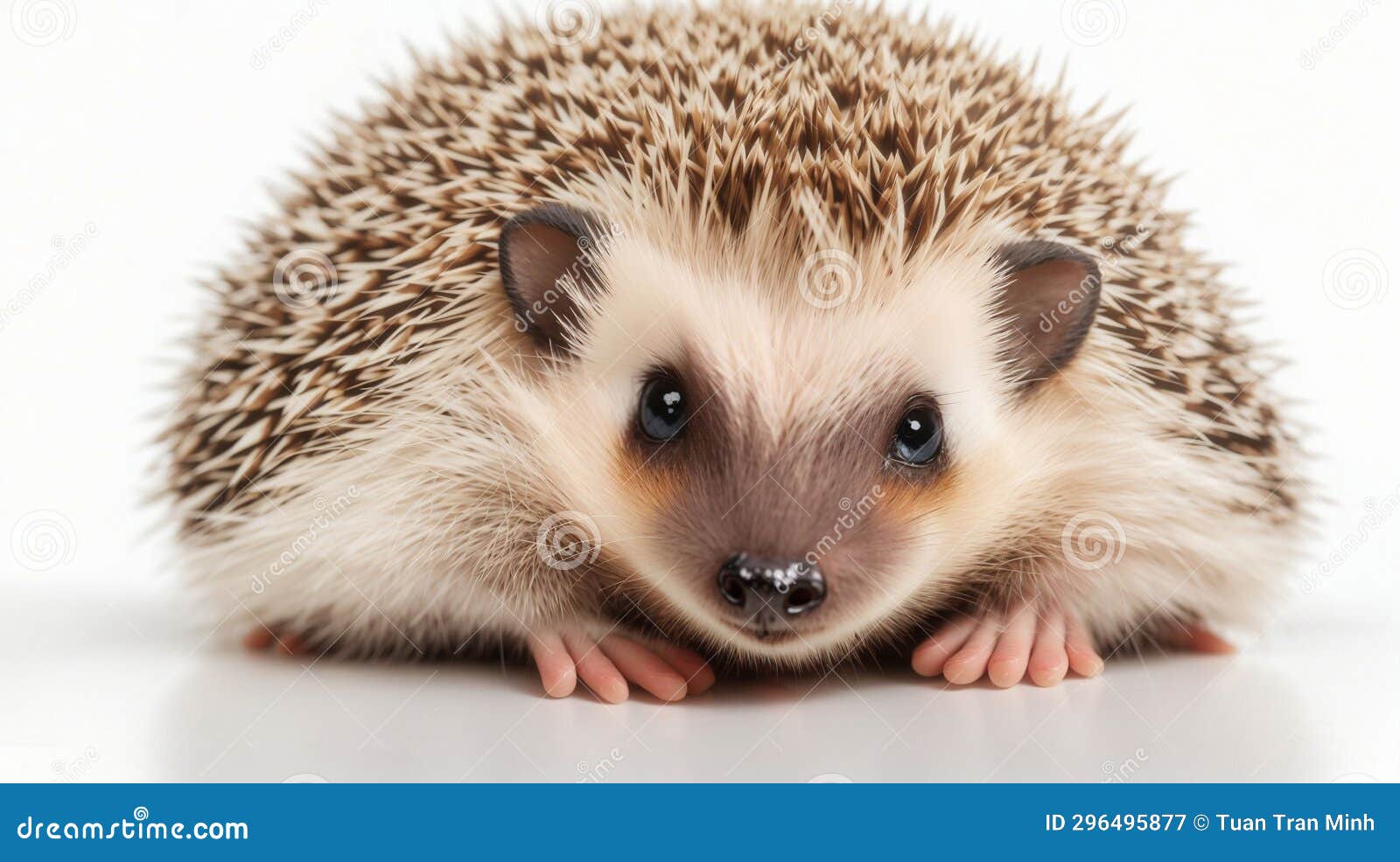 Hedgehog . stock image. Image of animal, organ, mammal - 296495877
