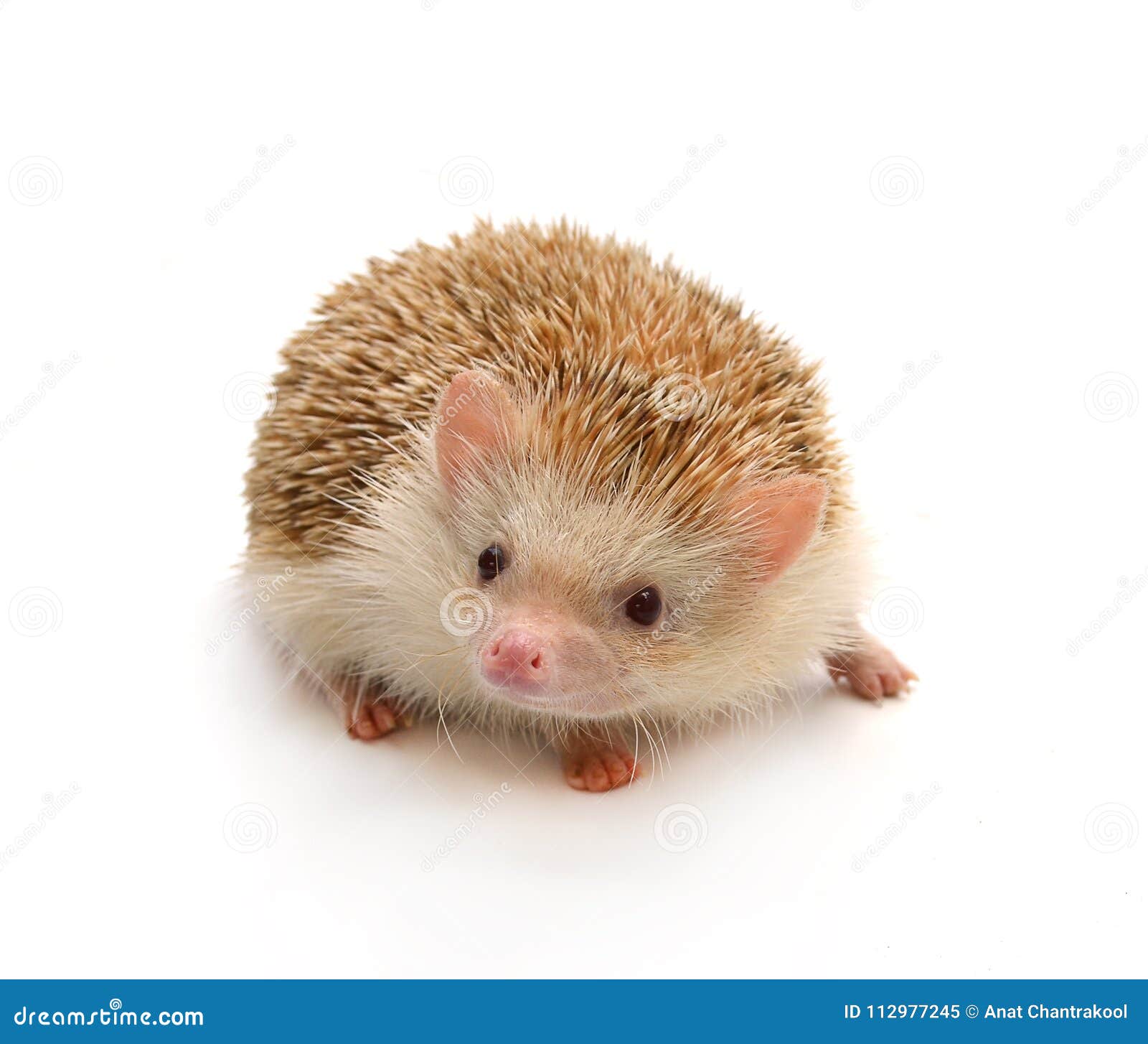 Hedgehog Isolated On White Background Animal And Mushrooms Stock Image ...